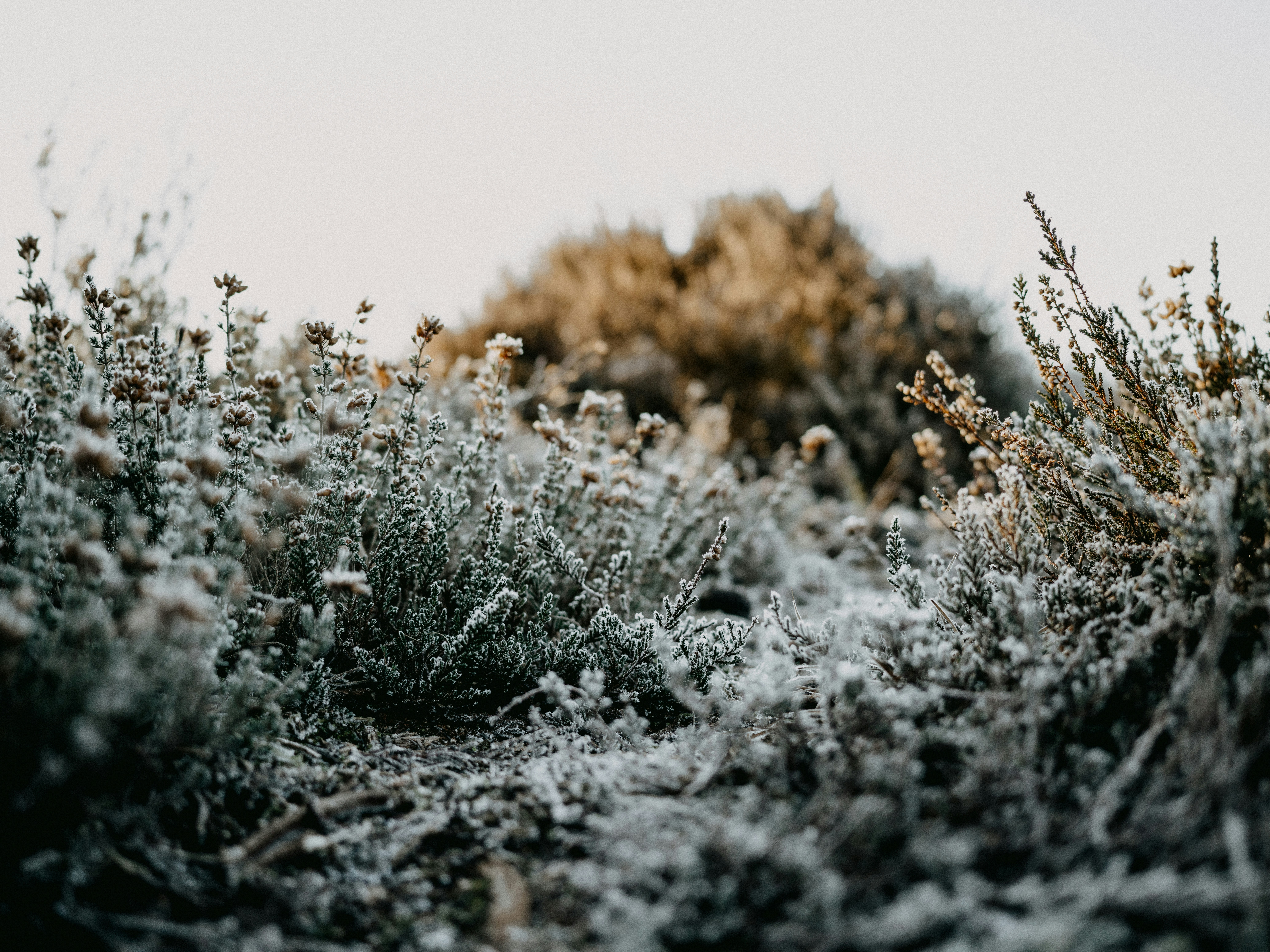 A field with grass and bushes covered in frost photo – Free Outdoors ...