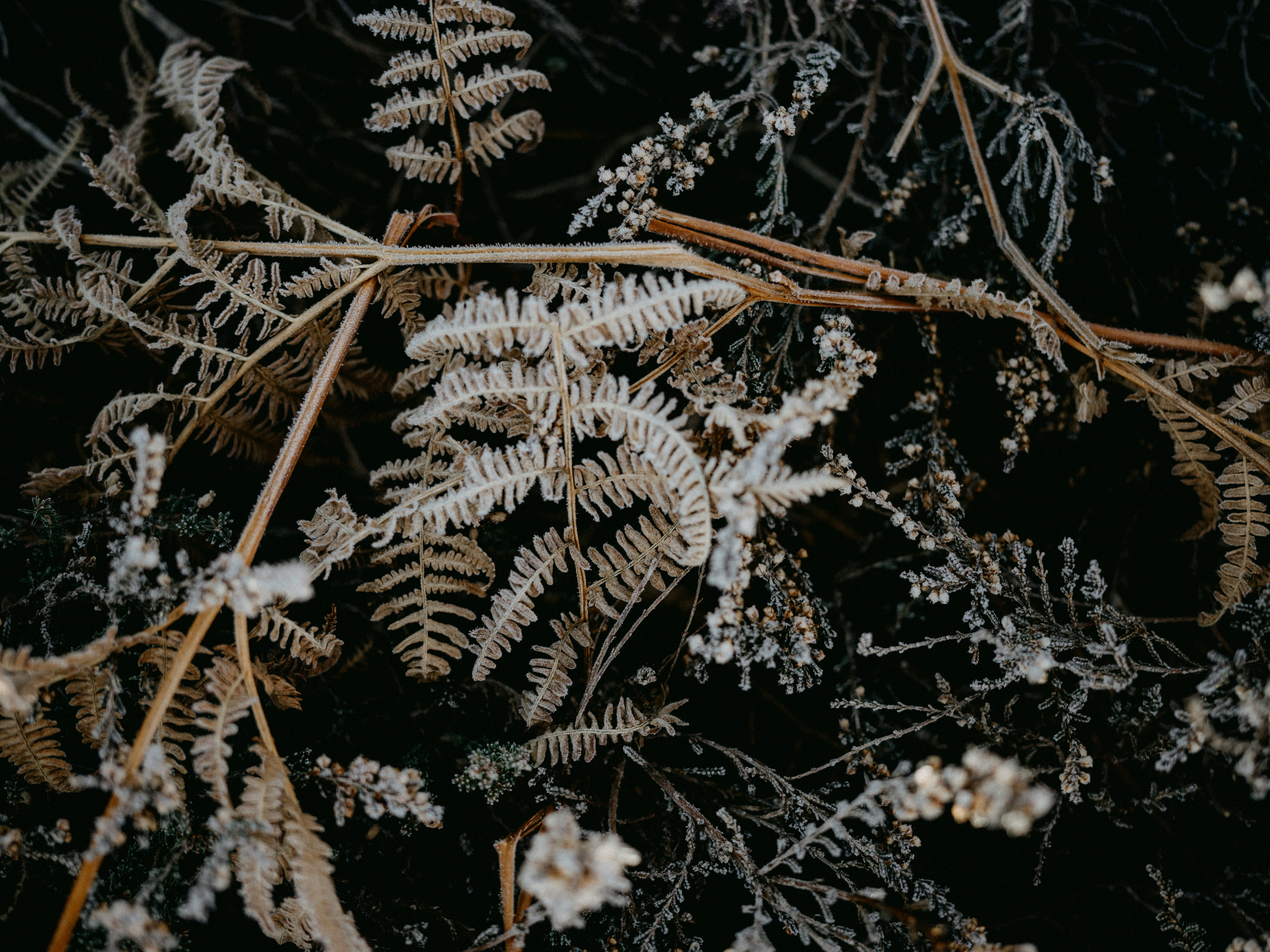 Frost-covered ferns interwoven with delicate twigs, creating a textured winter landscape.