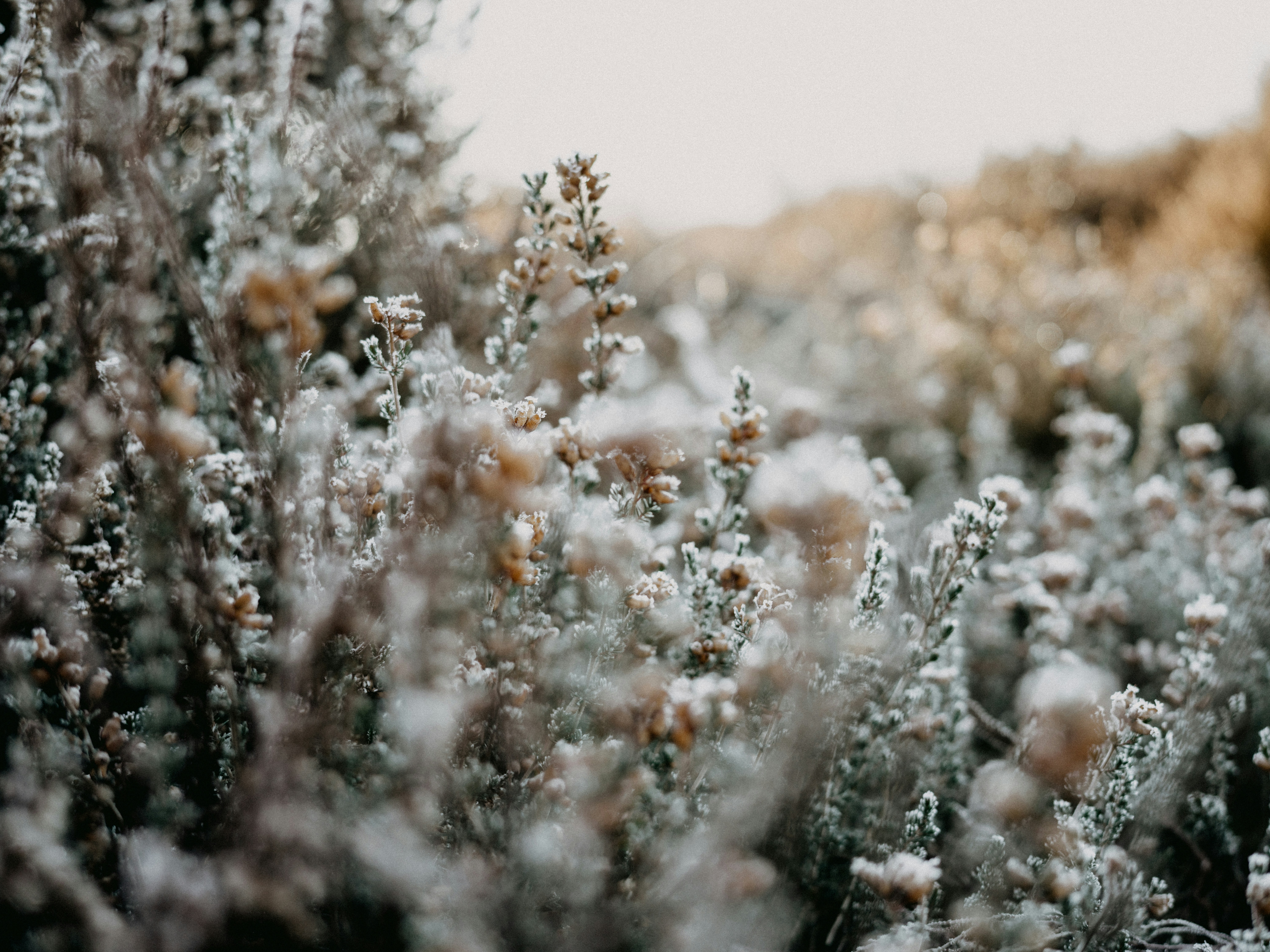 Frost-kissed wildflowers glisten in the soft morning light, creating a serene winter landscape.