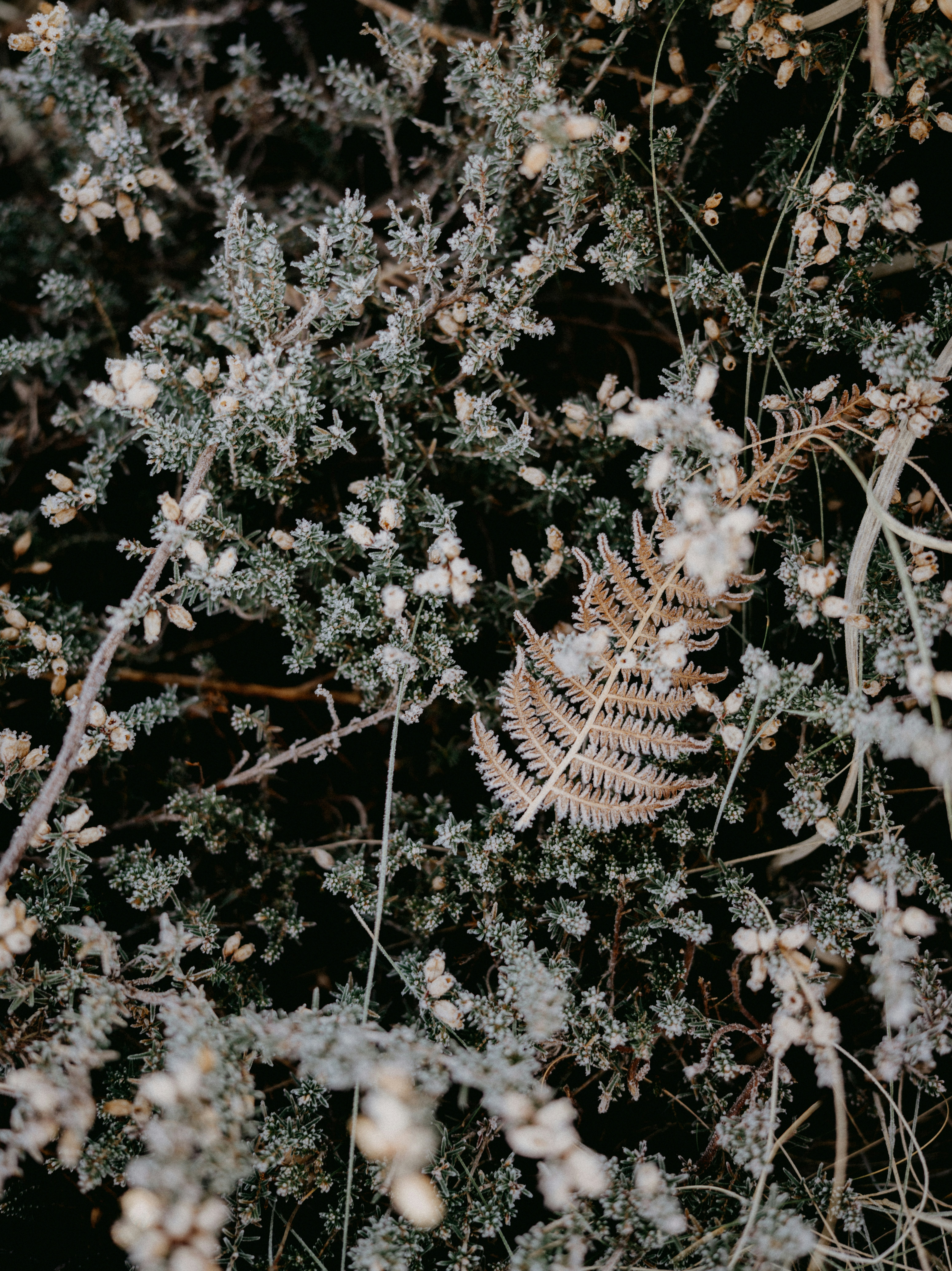 Photo by Annie Spratt with Hasselblad 907X 50C