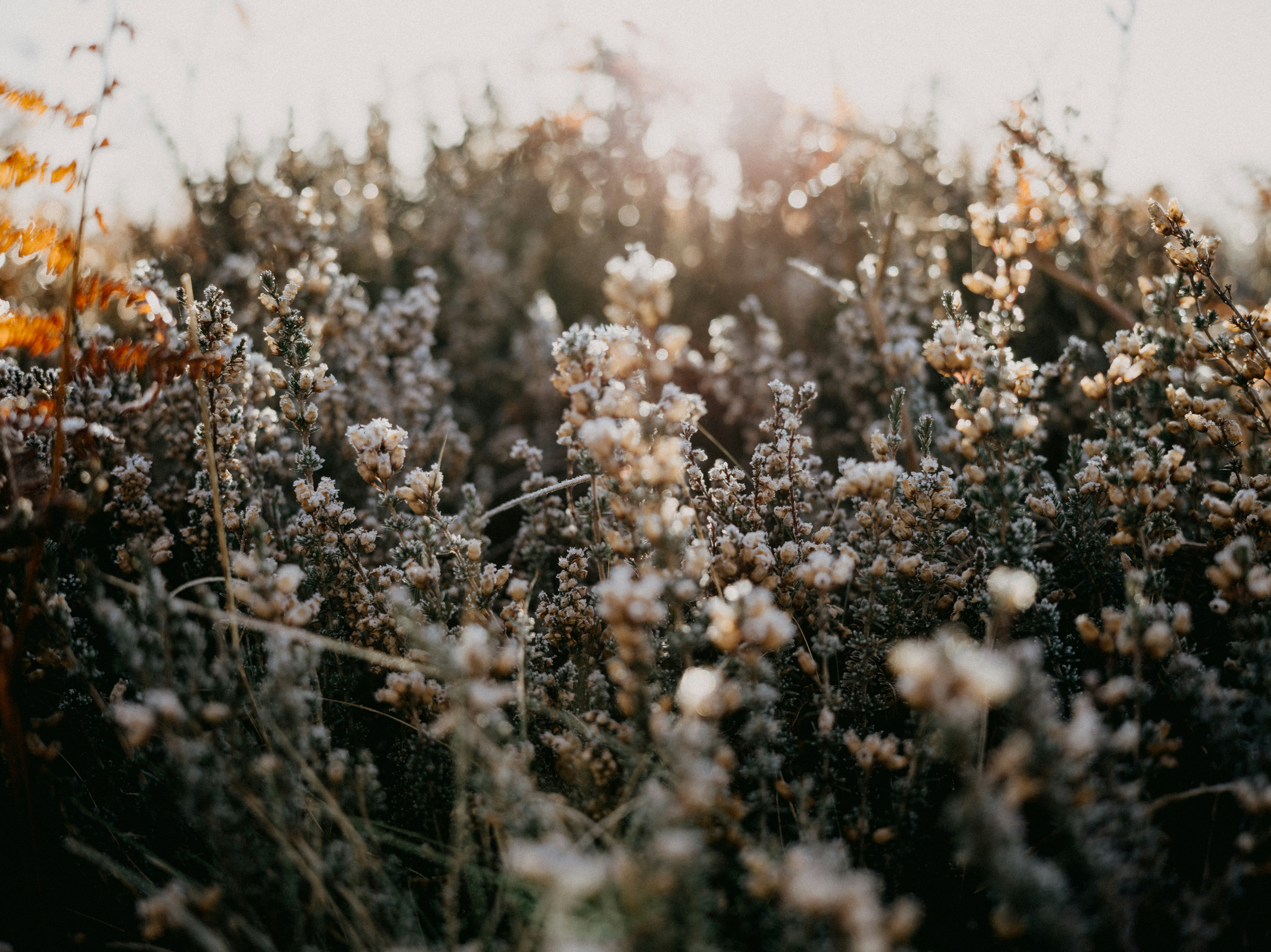 Photo by Annie Spratt with Hasselblad 907X 50C