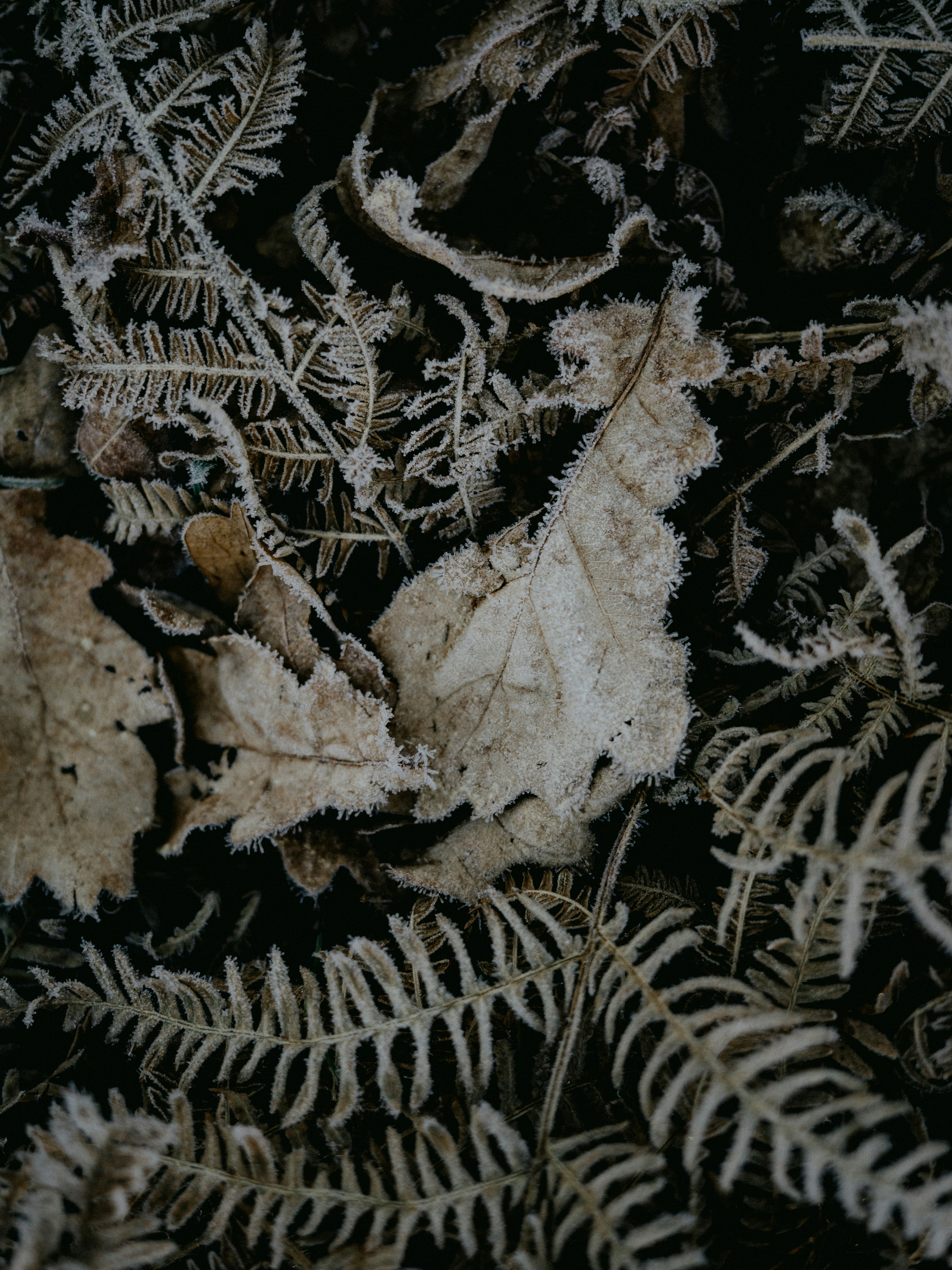A close-up view of frost-covered leaves and ferns on the forest floor, showcasing intricate textures and muted colors.