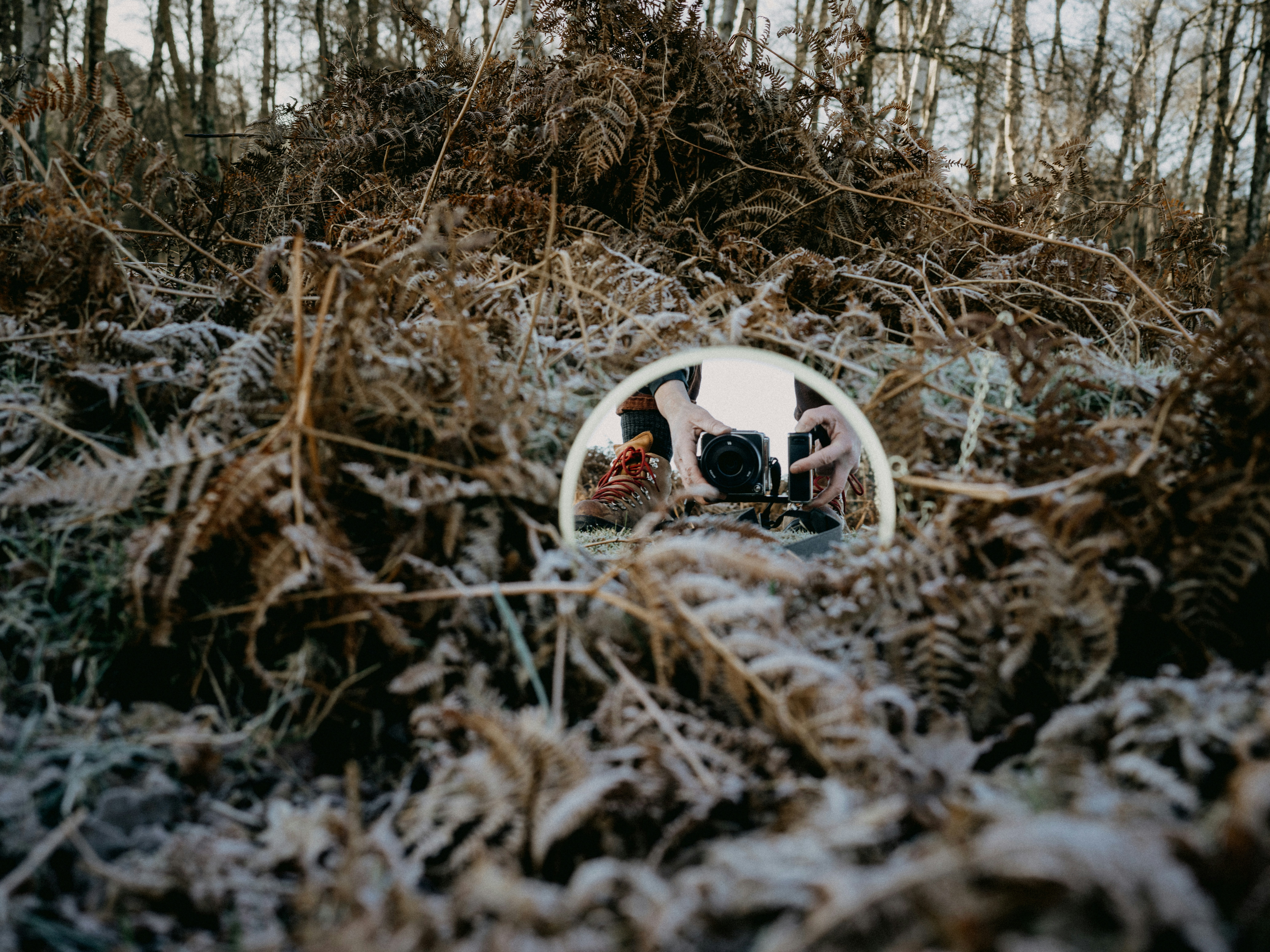 Echo in the Ferns: A Lens Reflects the Winter Quiet