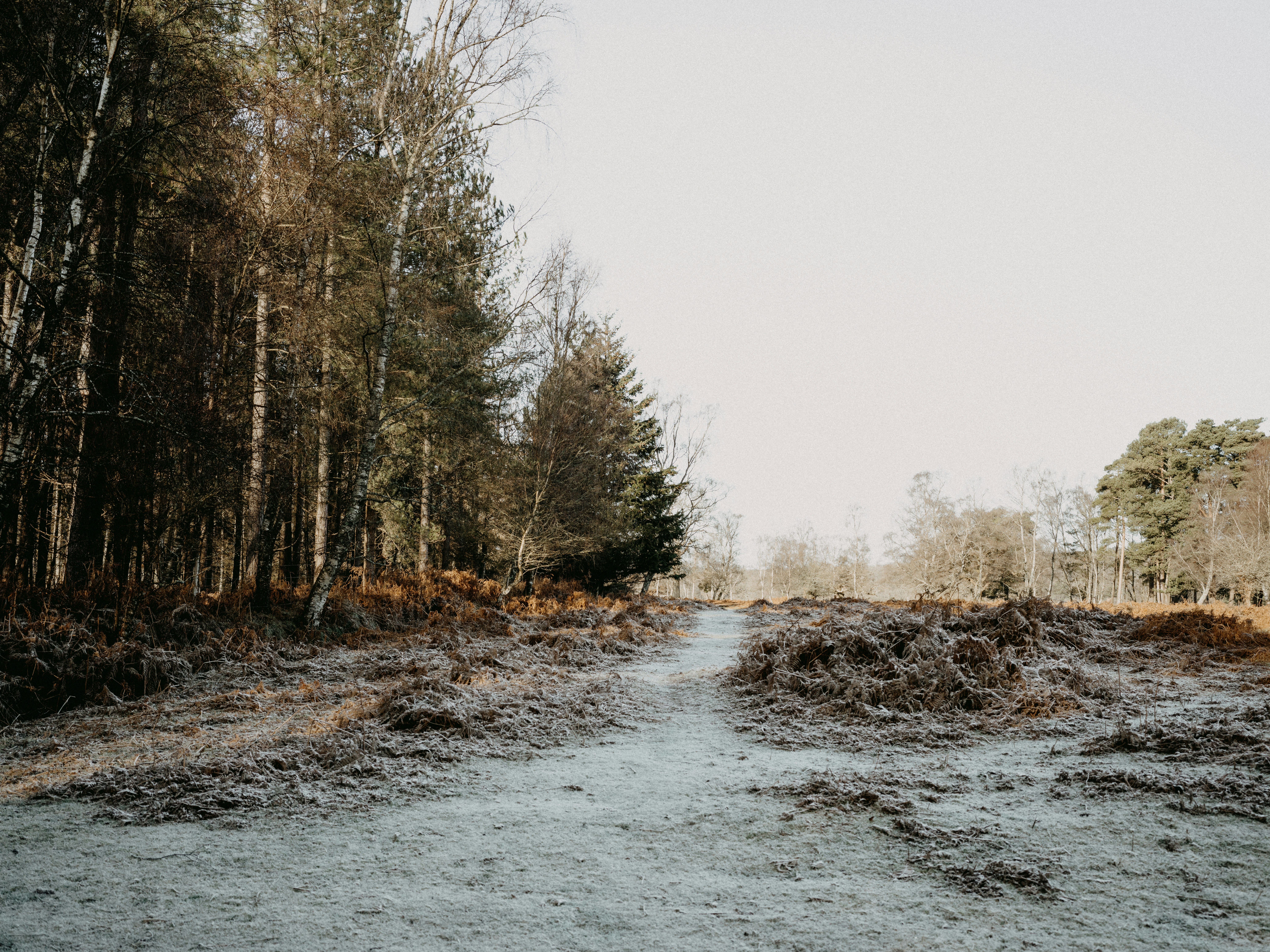 Frost-veiled Trail Fades into a Quiet Morning Forest