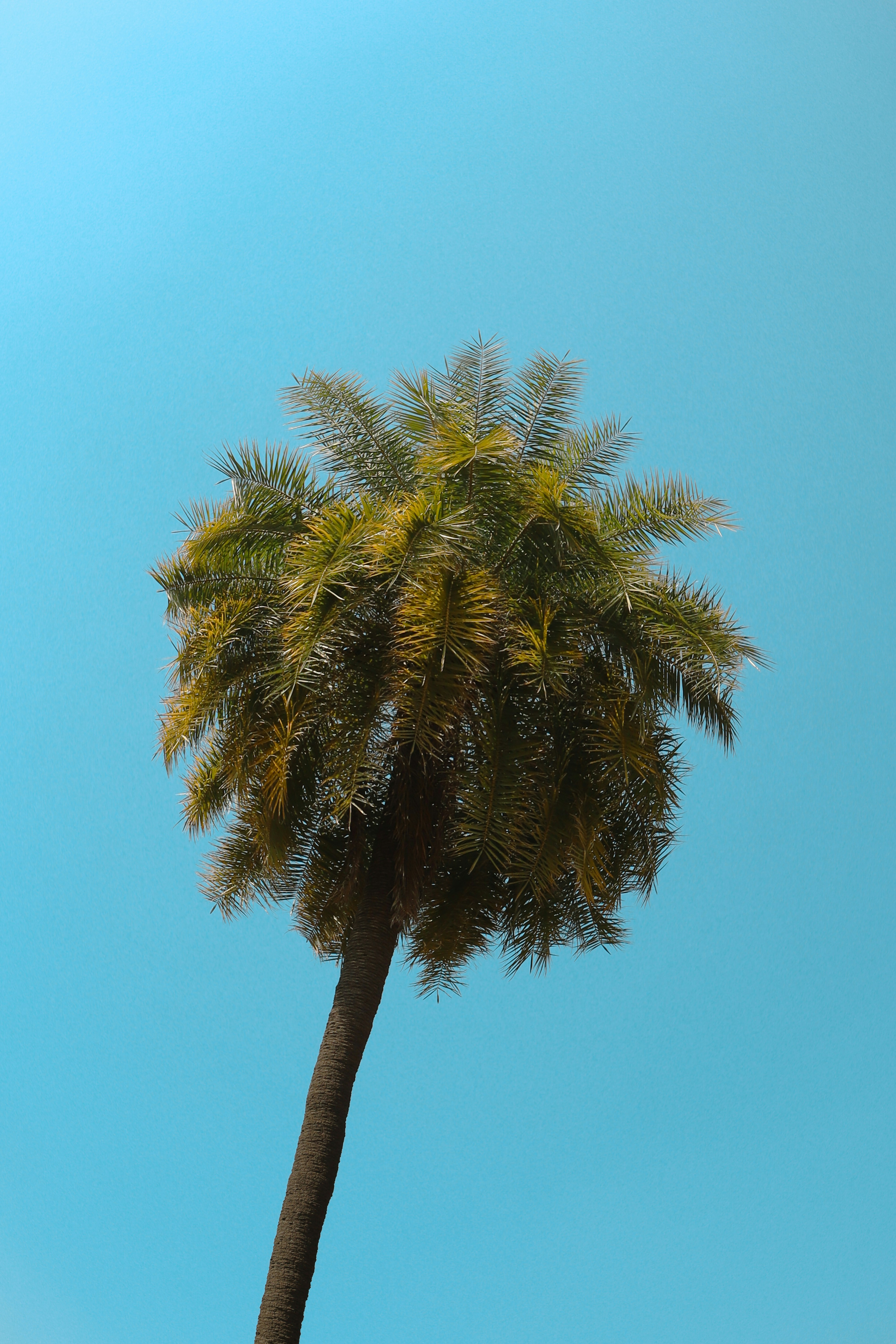 A tall palm tree stands against a clear blue sky, showcasing its vibrant green fronds. The image captures the essence of tropical tranquility.