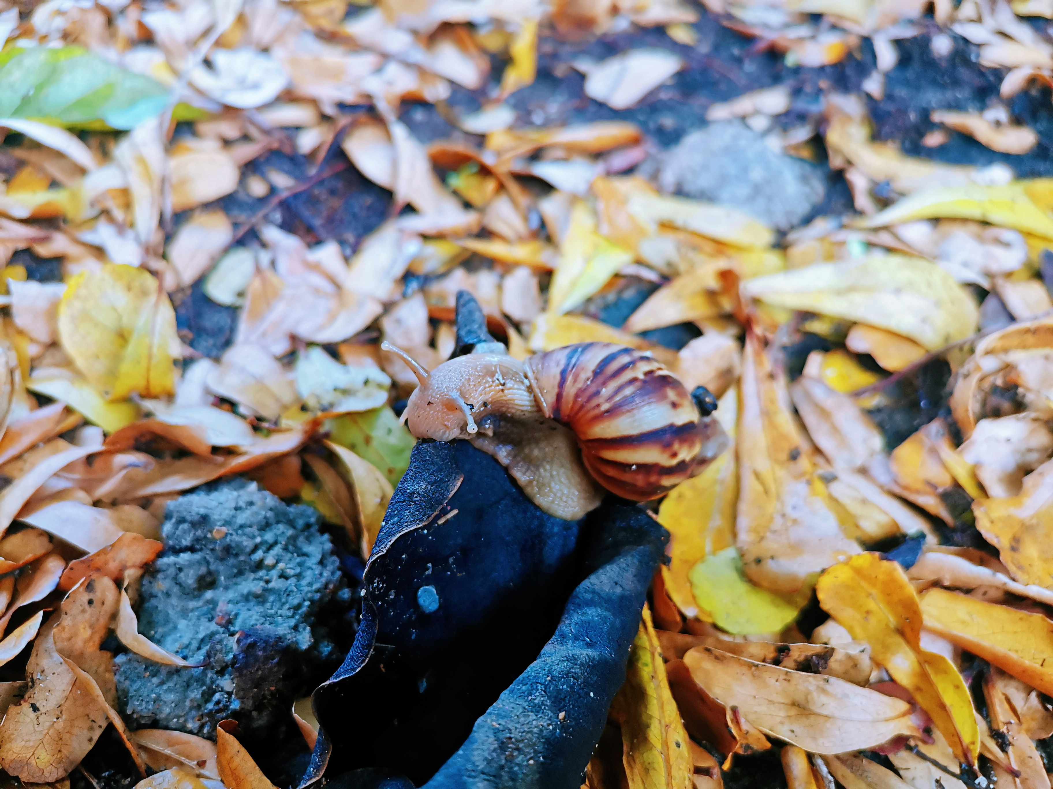 Quelques escargots qui sont sur certaines feuilles photo – Photo ...