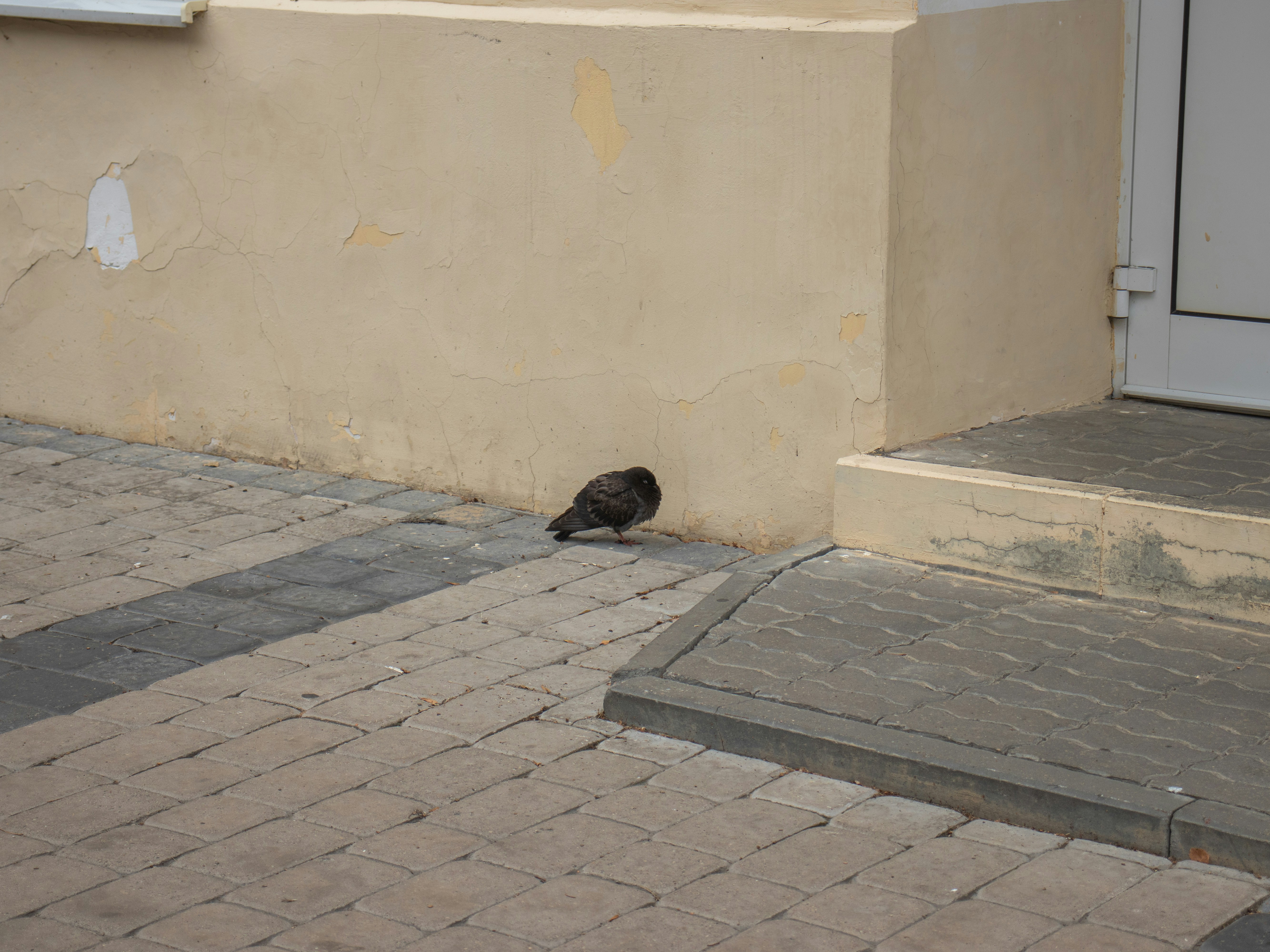 Pigeon at the Foot of a Weathered Beige Wall by a Doorstep