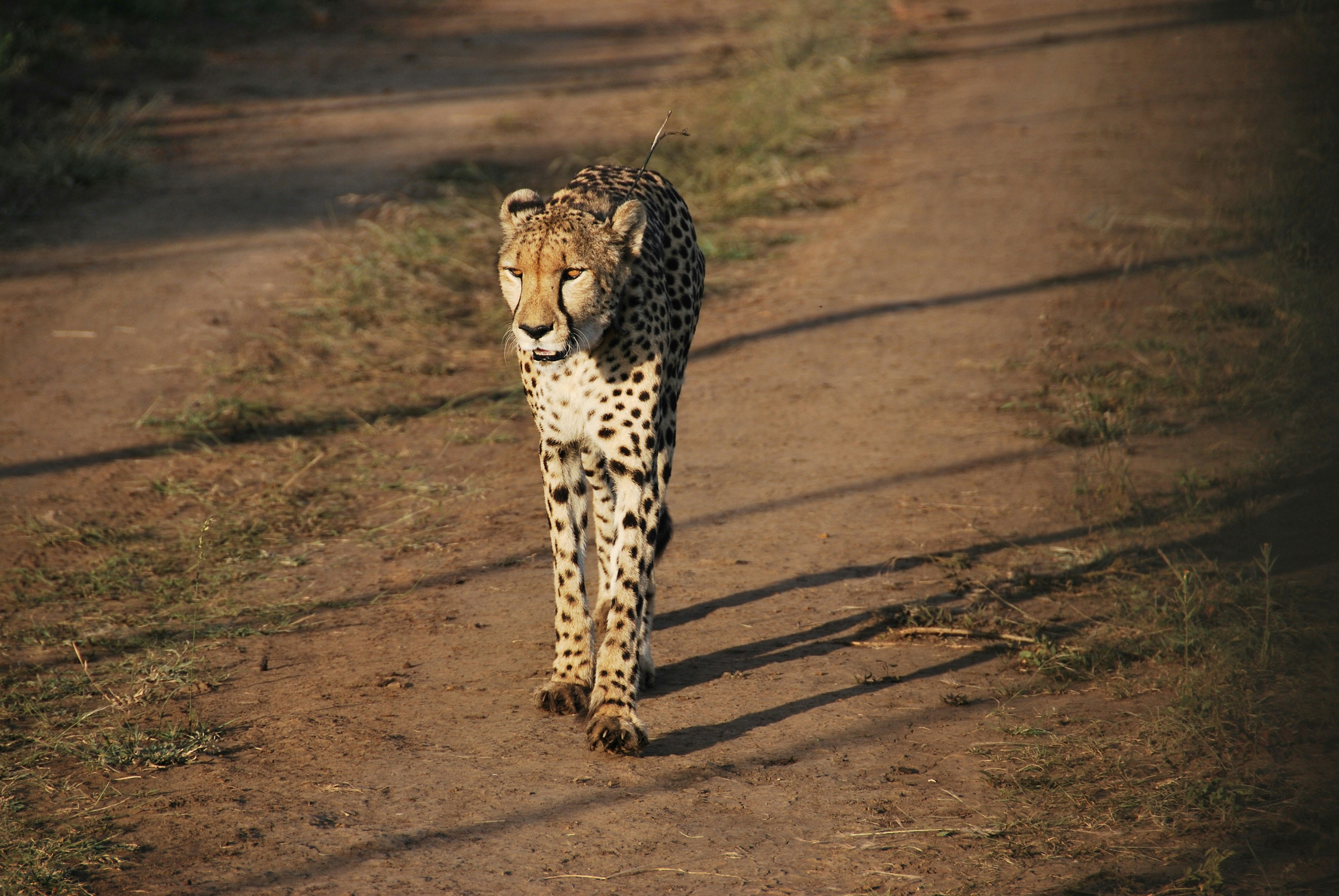 Cheetah walking along a dirt path in the golden light of late afternoon, showcasing its distinctive spotted coat and poised demeanor.