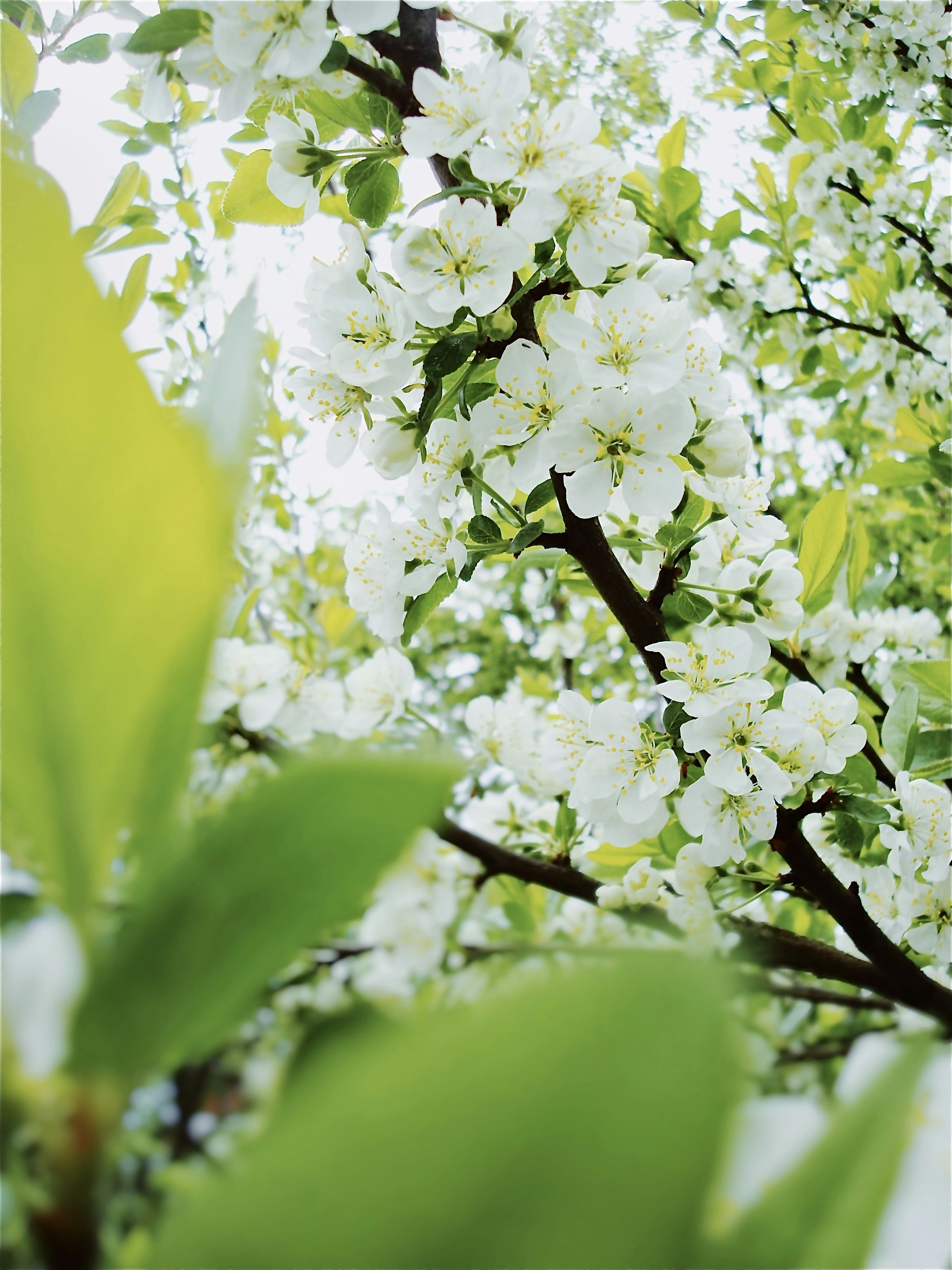 A tree with white flowers and green leaves photo – Free Spring mood ...