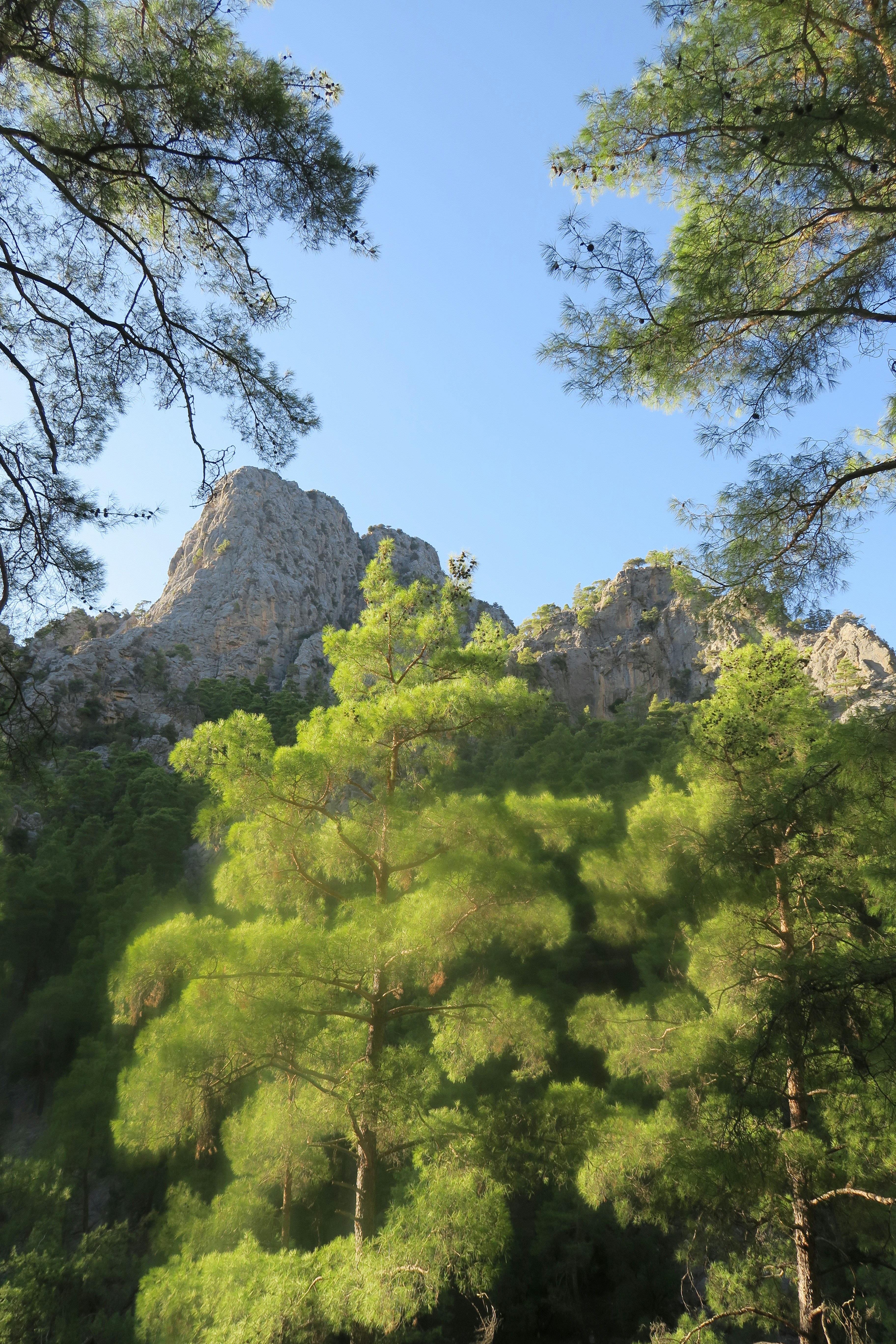 Lush green trees frame a rugged mountain peak under a clear blue sky, showcasing the harmony of nature's elements.