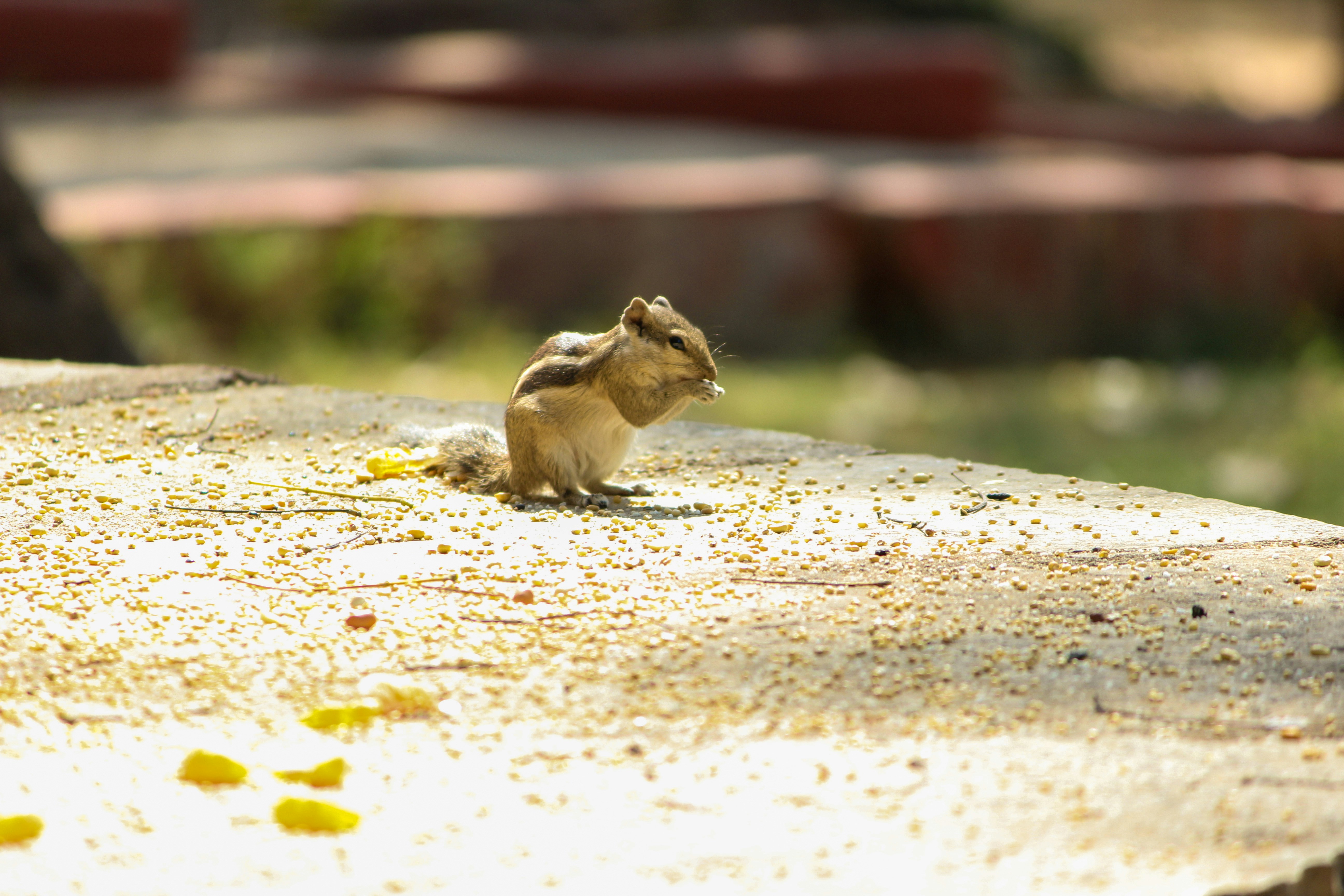 Indian Squirrel
