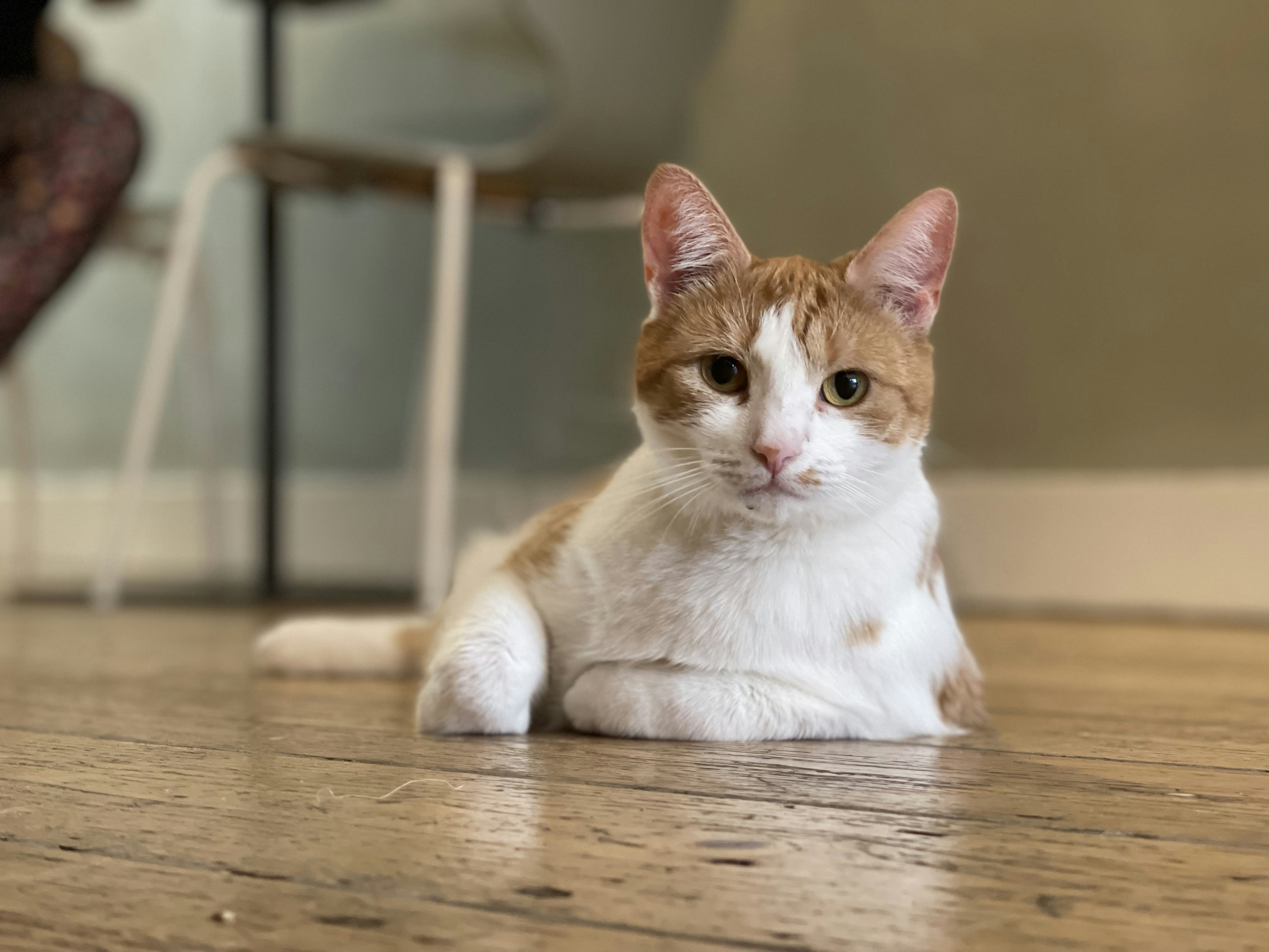 Serene Feline on Rustic Floors