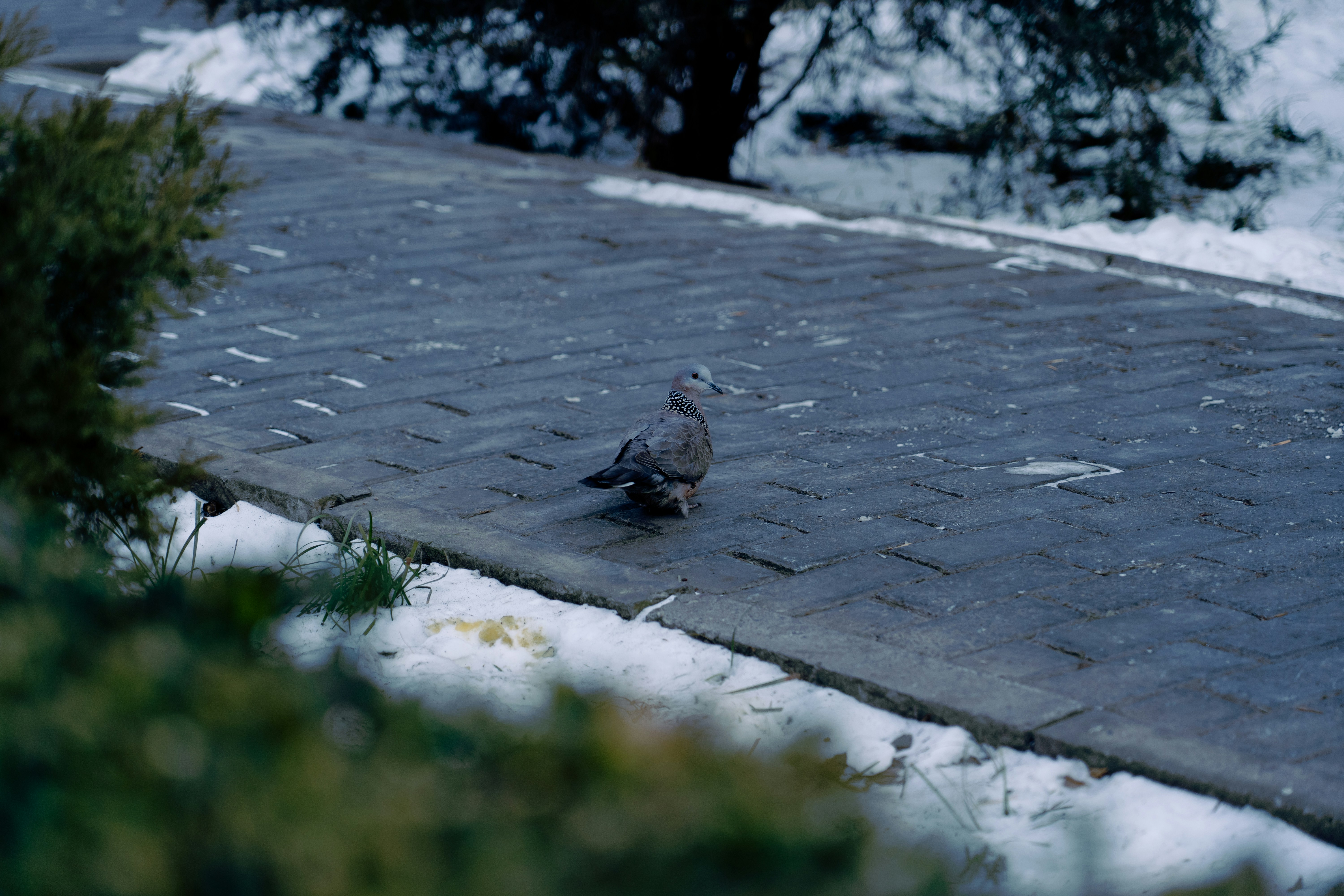 Lone Pigeon on a Frosted Brick Walkway in Quiet Morning Light