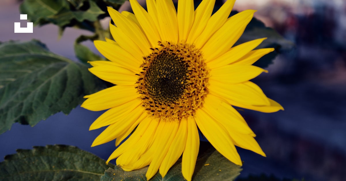 Foto zum Thema Eine große Sonnenblume mit grünen Blättern an einem ... Foto zum Thema Eine große Sonnenblume mit grünen Blättern an einem ...