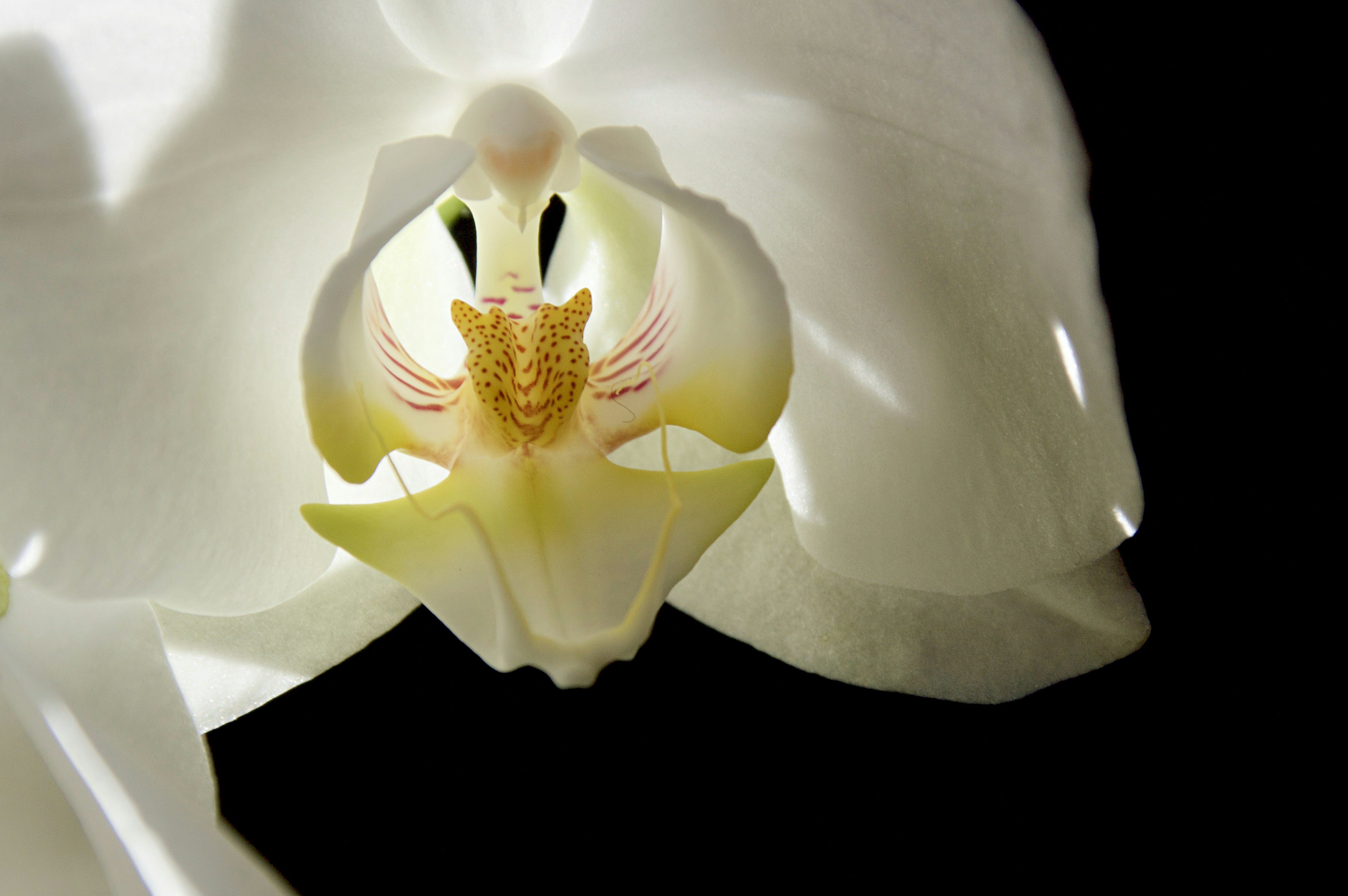 Center of Light: A Macro Portrait of a White Orchid