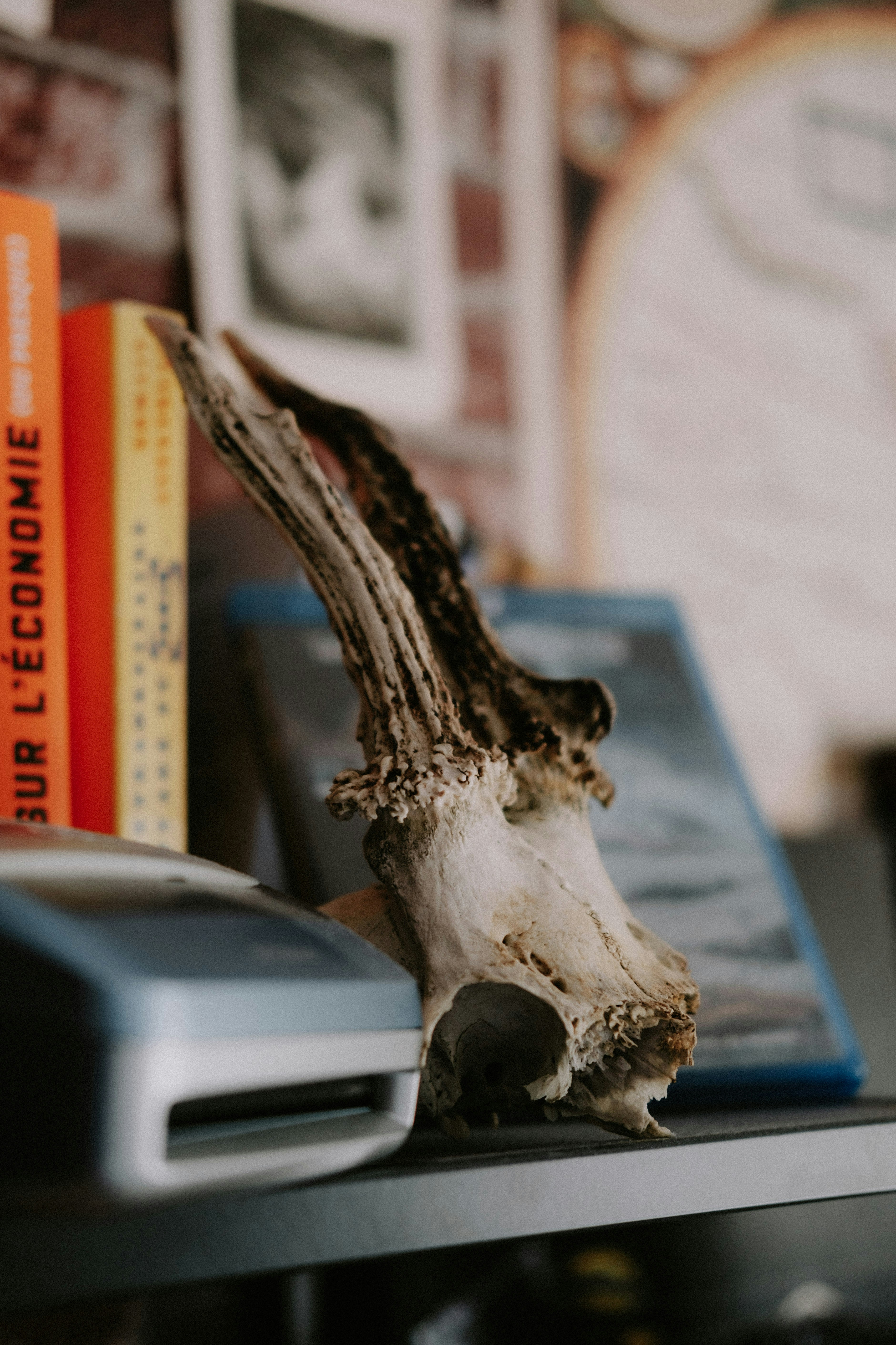 Bone Relic on a Cluttered Shelf: Texture, Light, and Quiet Contrast