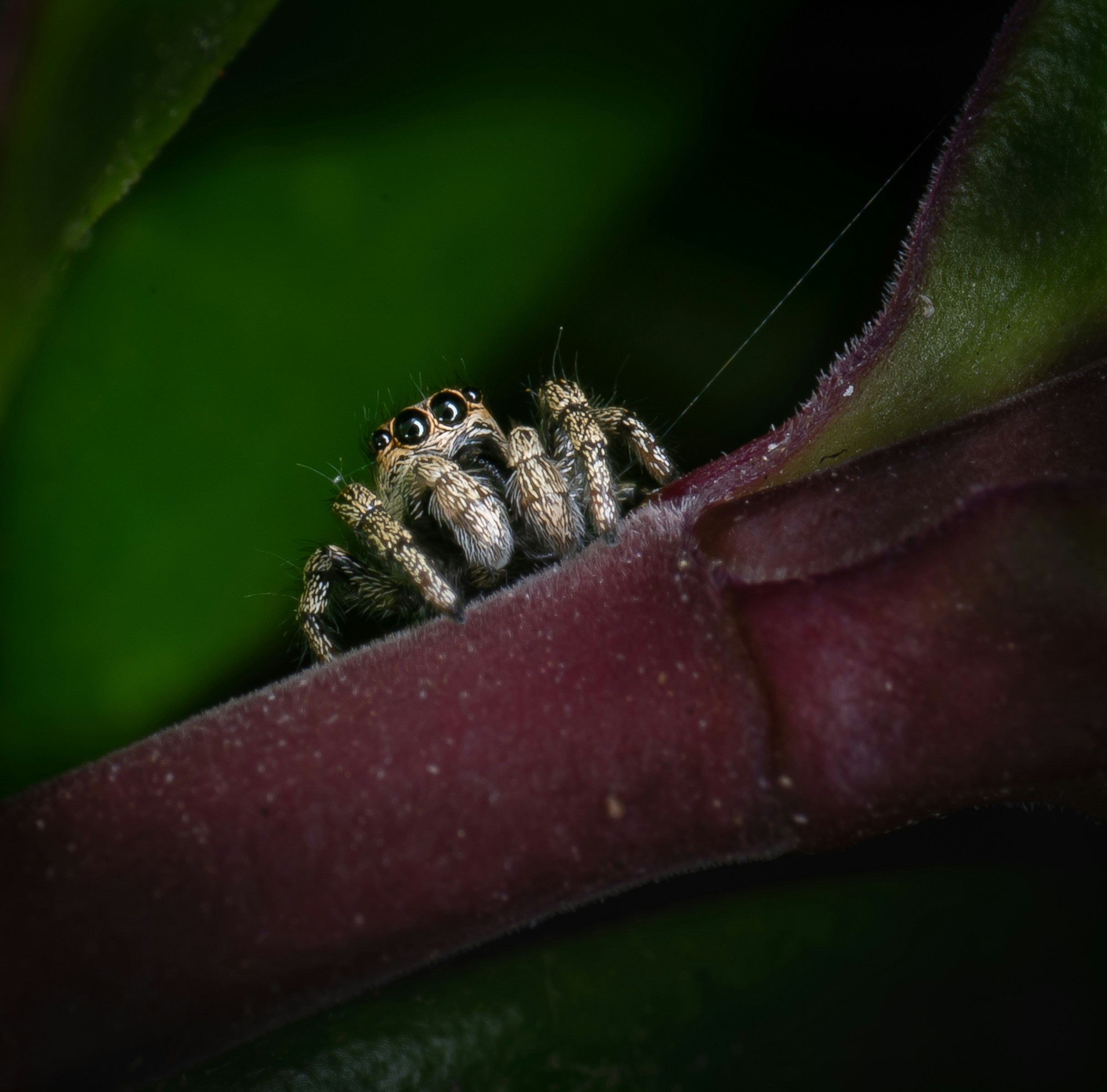 Macro close-up of a jumping spider perched on a purple stem, revealing fine hairs and vivid eyes. The dark green background amplifies the creature's presence.