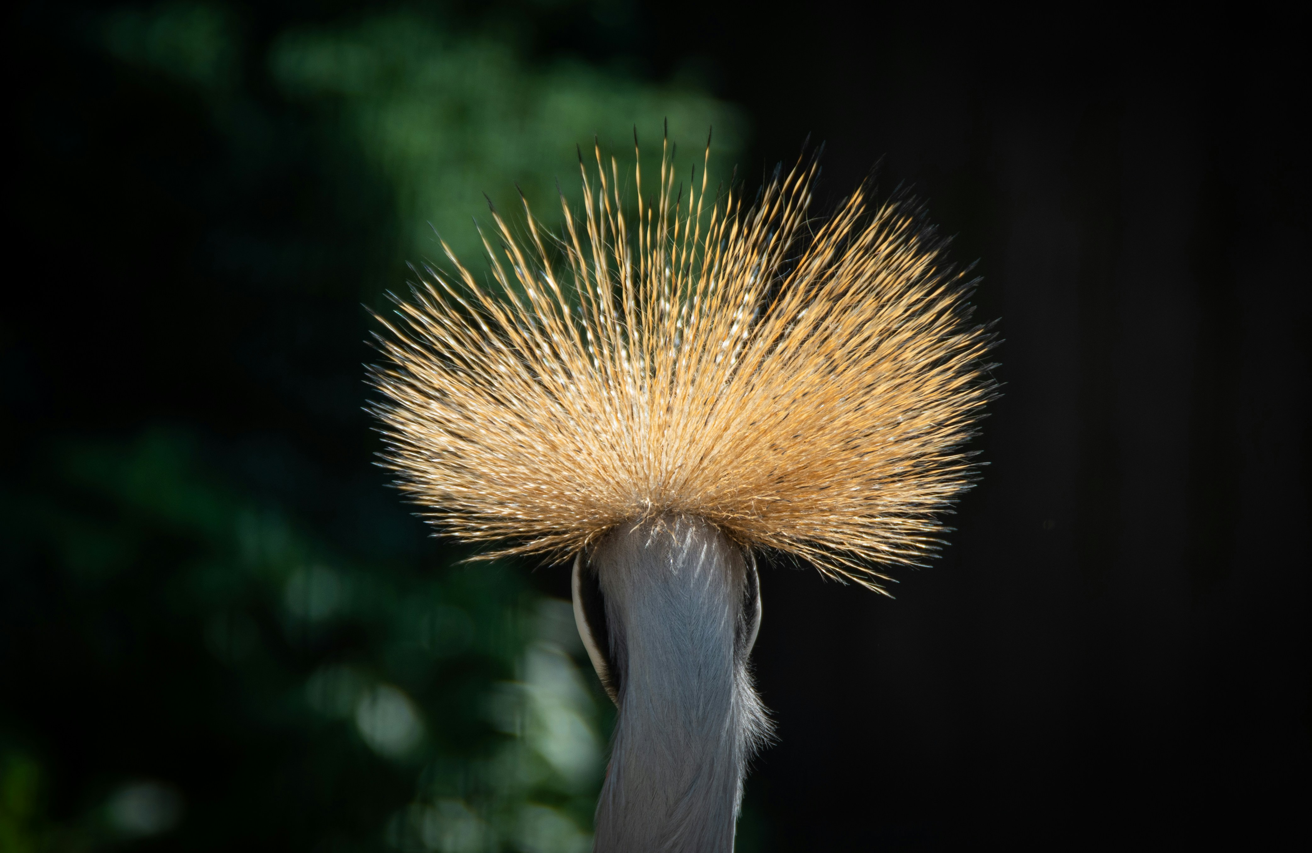 A striking view of a bird showcasing its unique feather crown against a blurred green backdrop.