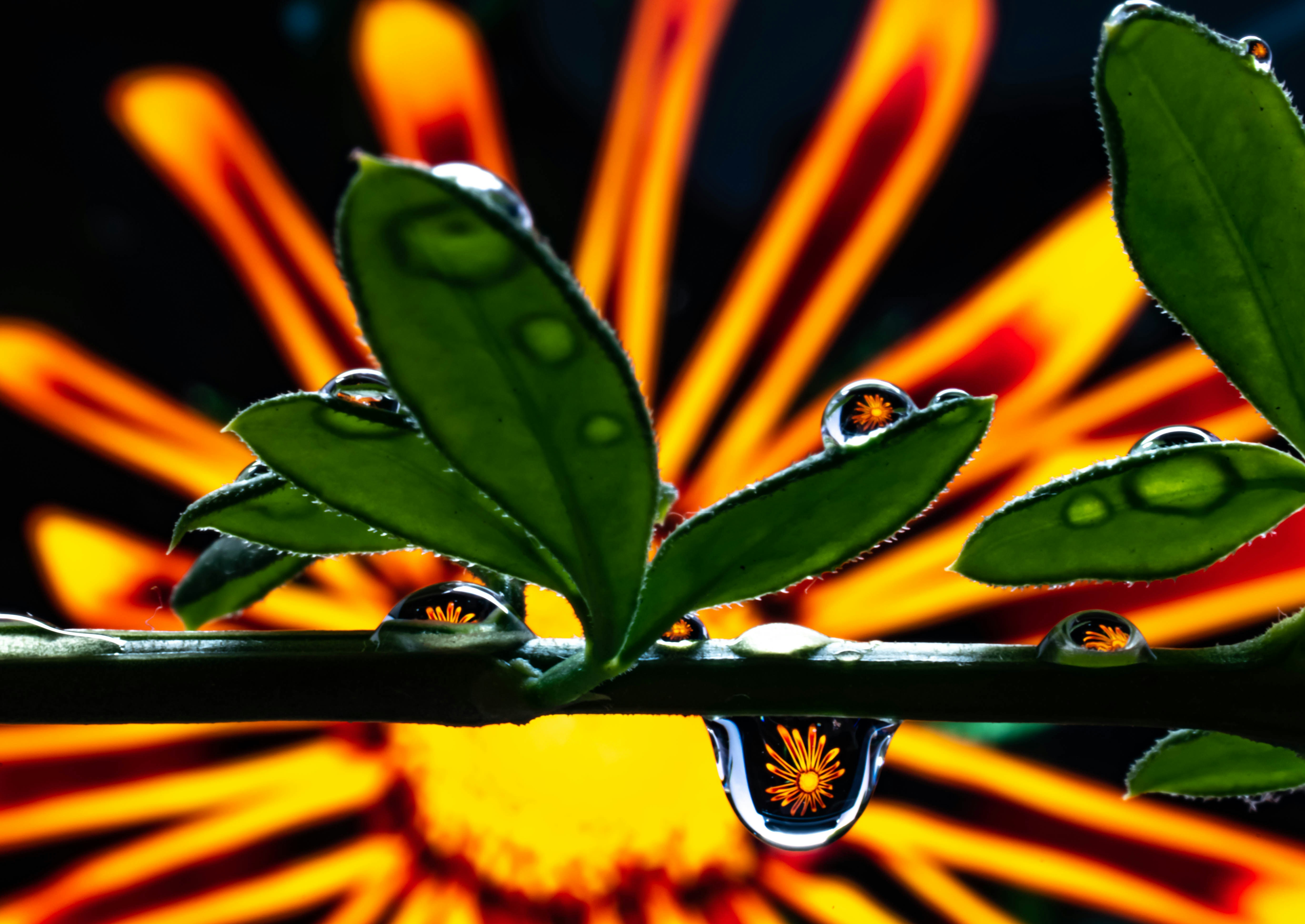 a close up of a plant with water drops on it