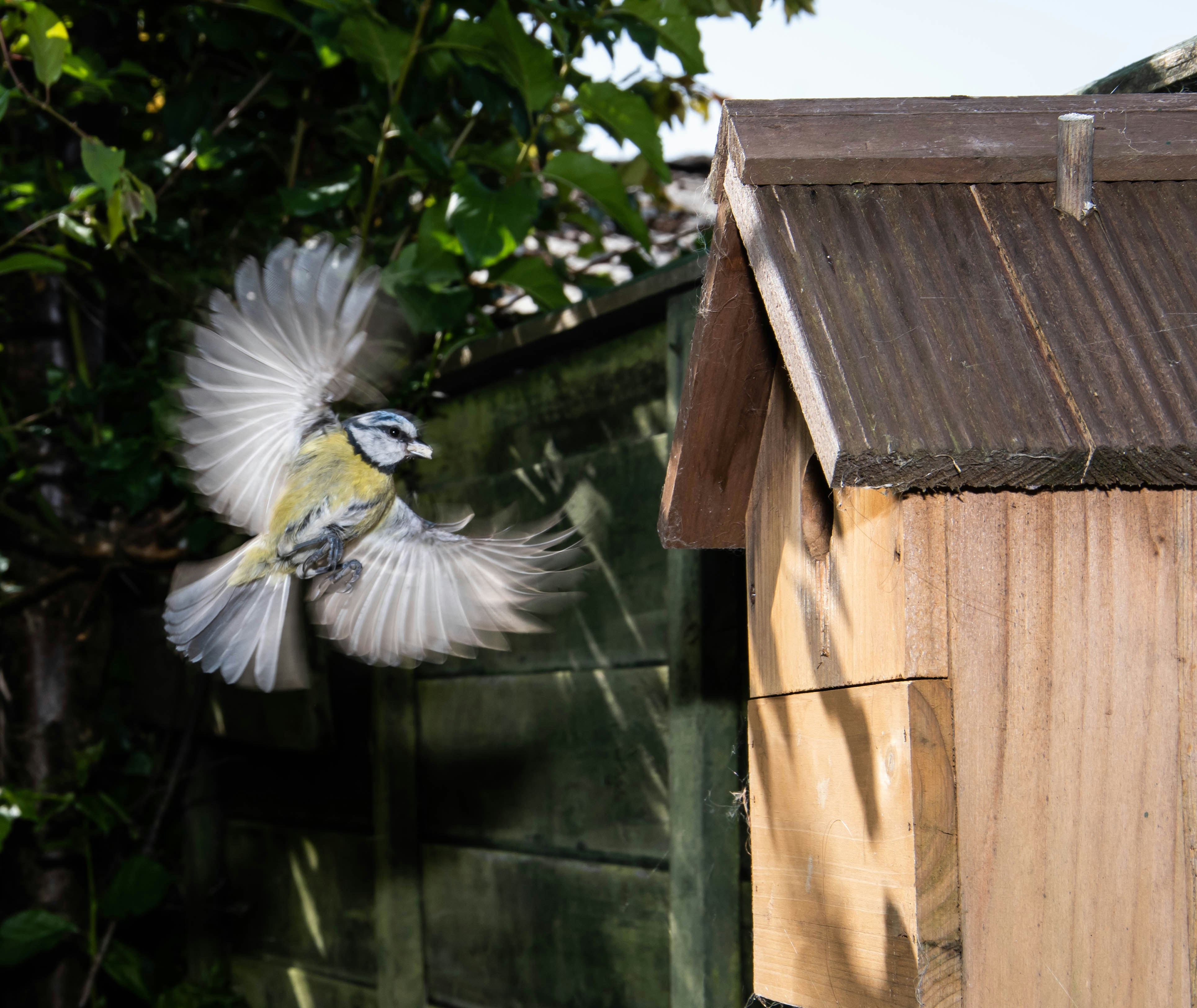 Blue tit in mid-flight approaching a wooden birdhouse amidst lush greenery.