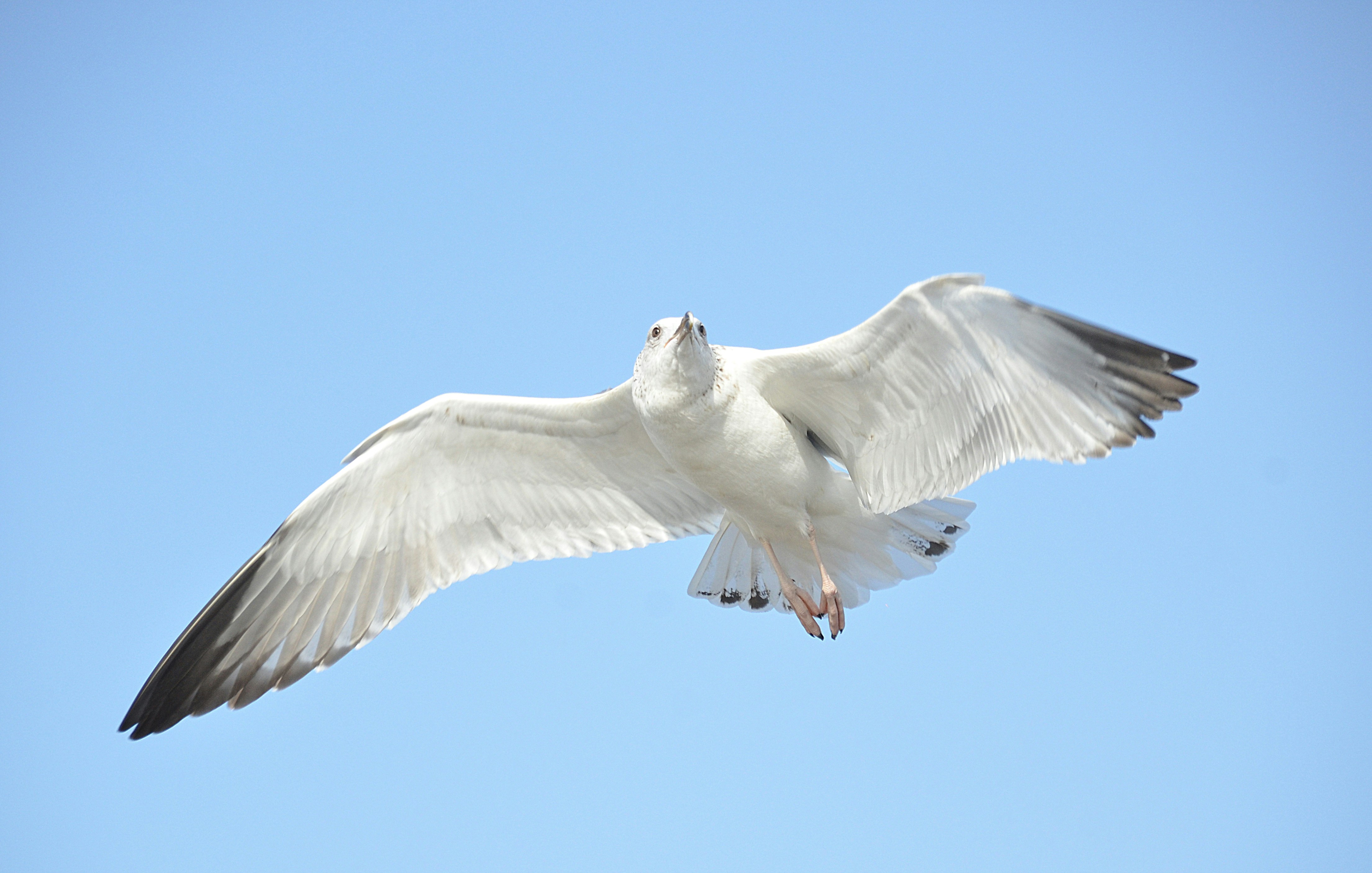 Soaring Pictures | Download Free Images on Unsplash