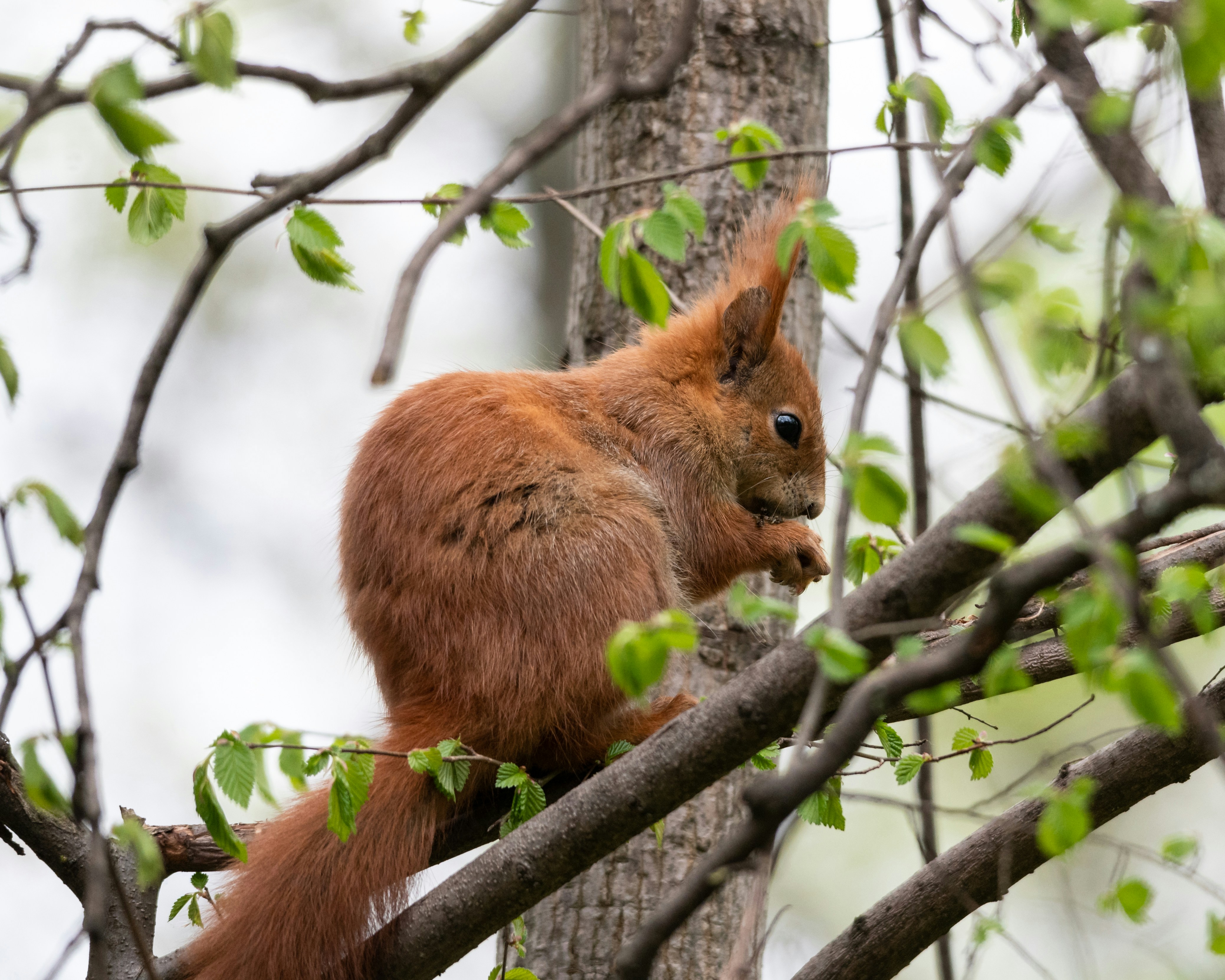 Red Squirrel on a Branch: Winter Quiet and Texture