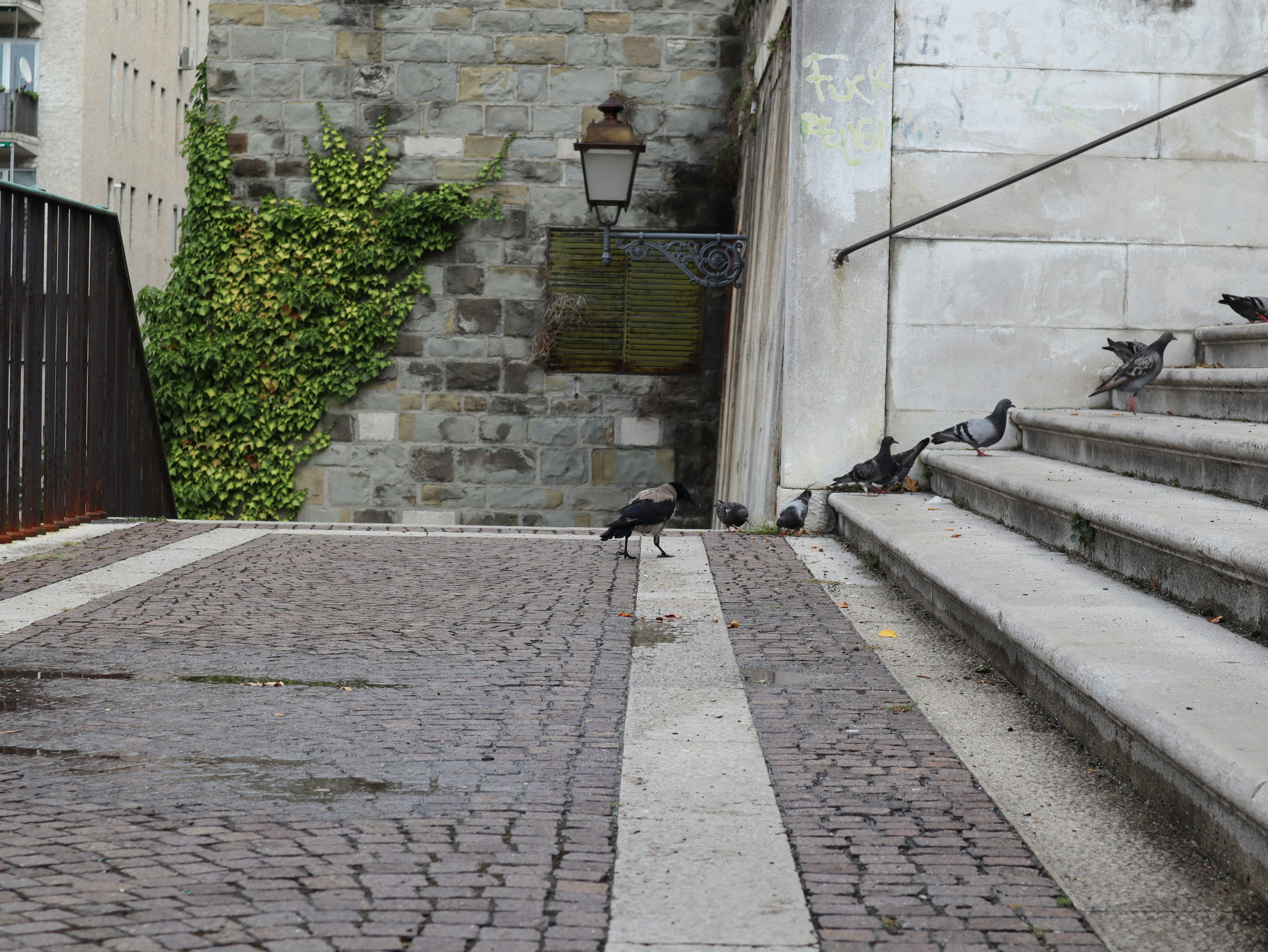 a bunch of birds that are standing on some steps