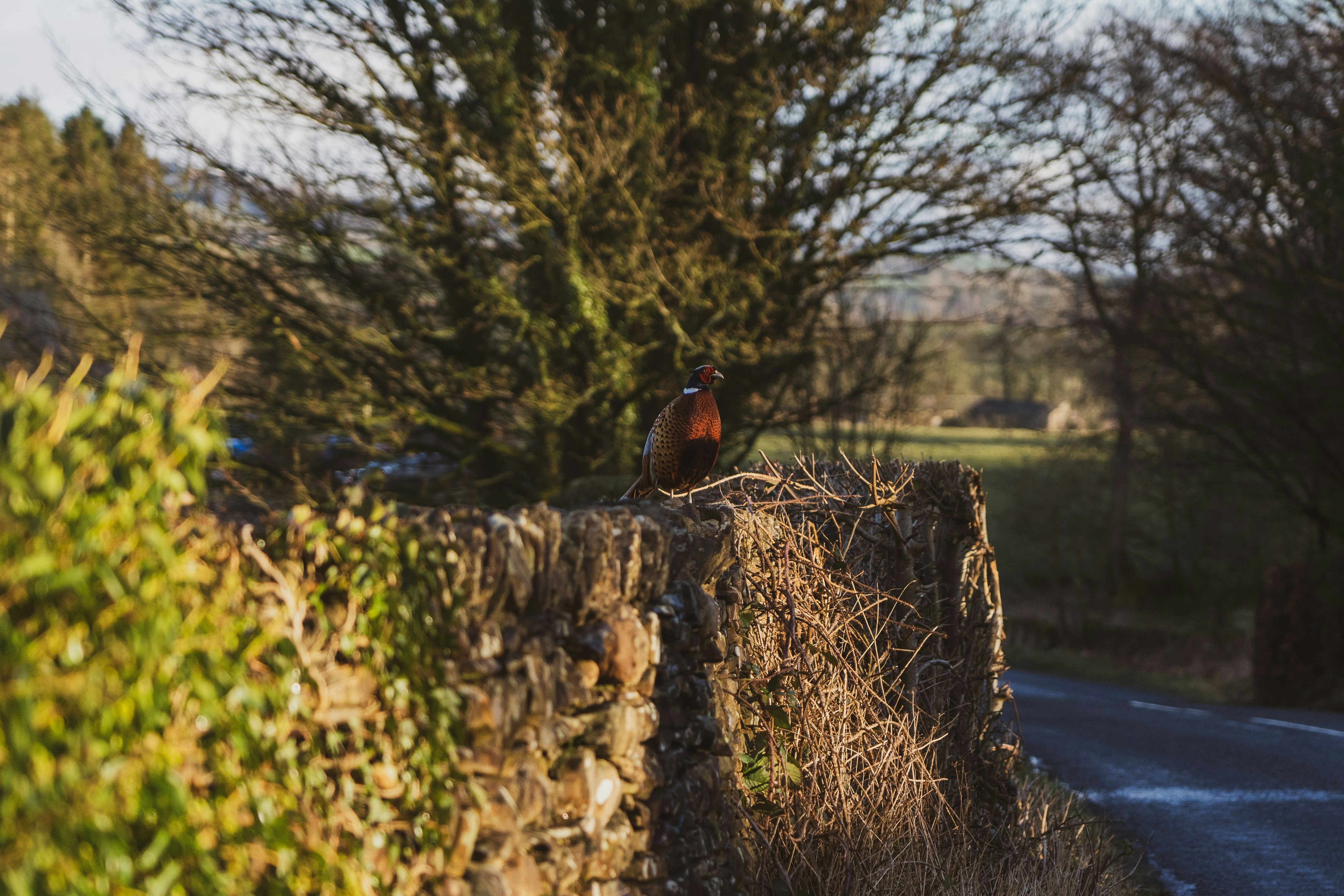Rufous-Backed Sentinel on a Sunlit Country Wall