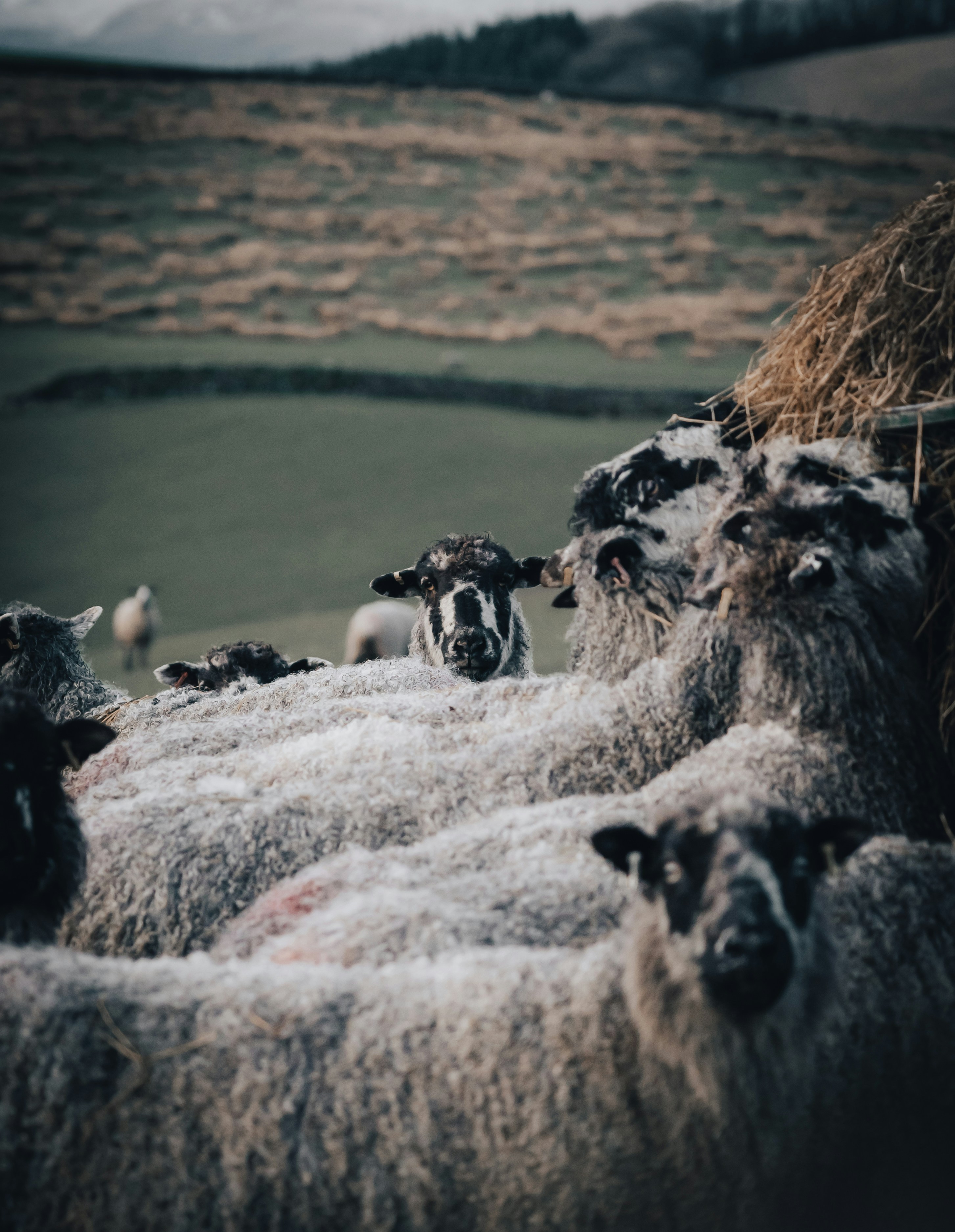 a herd of sheep standing on top of a lush green field