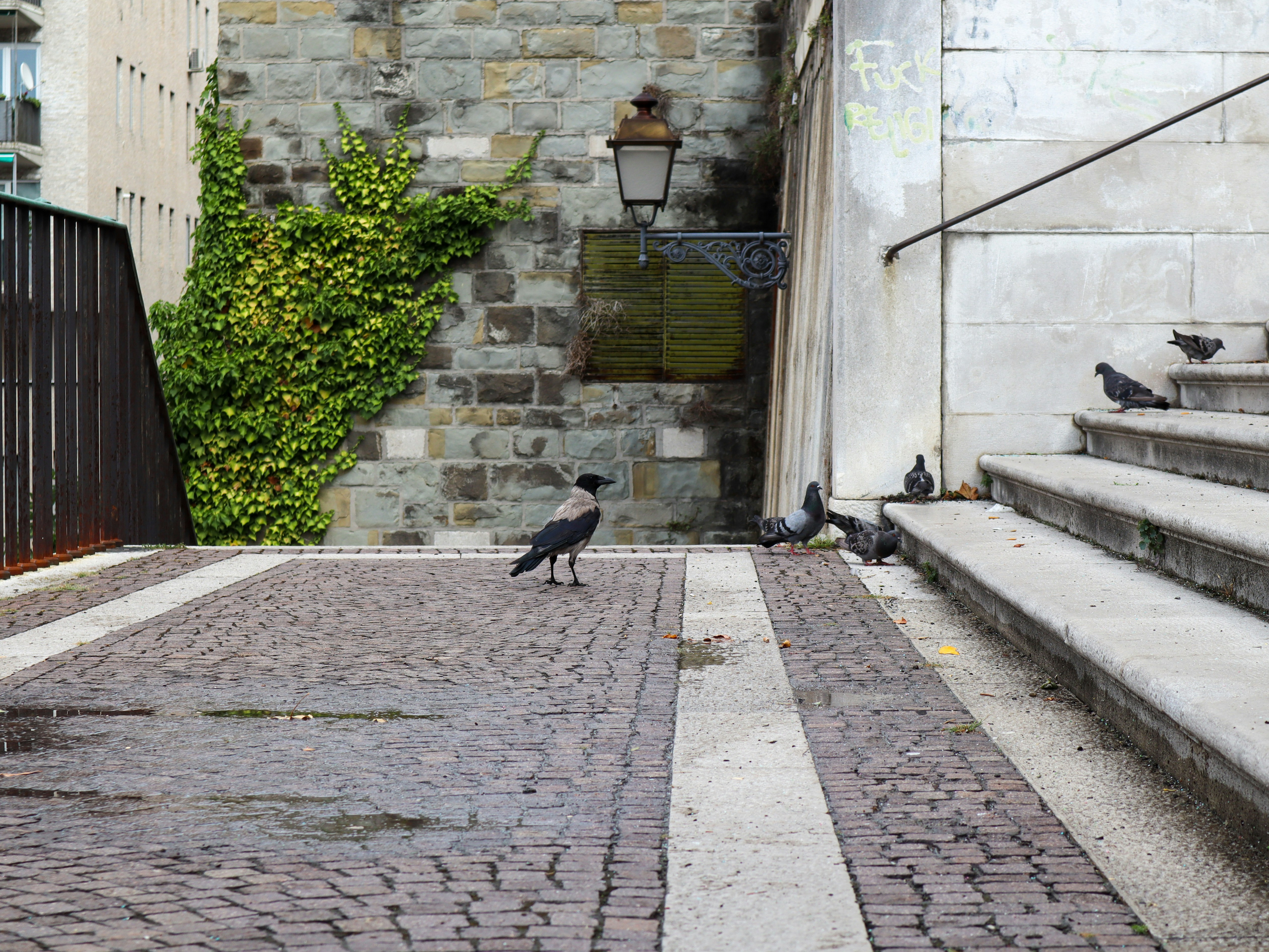 a flock of birds standing on a brick walkway
