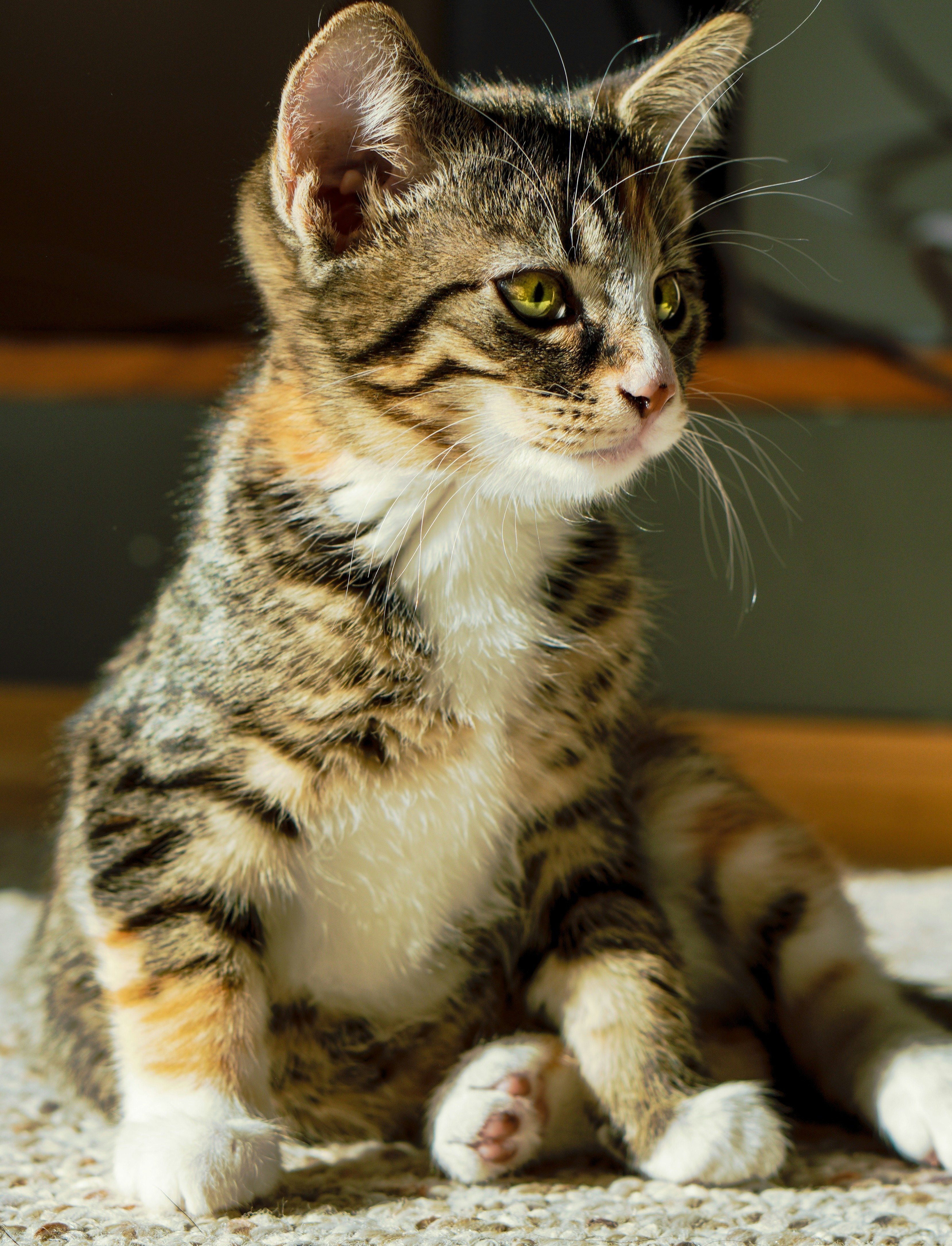 Un chat assis par terre regardant la caméra photo – Photo Winnipeg ...