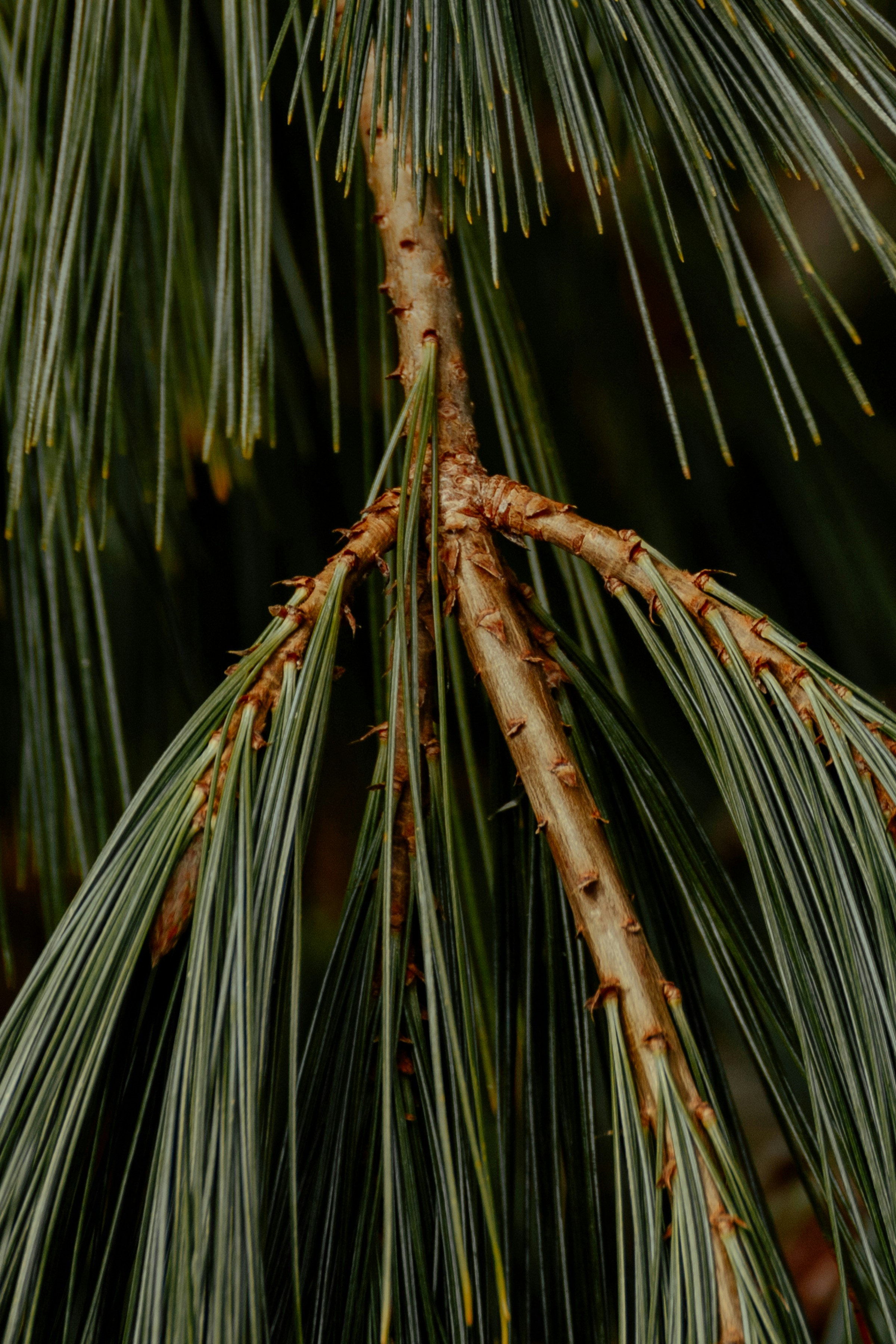 Gros plan d’une branche de pin photo – Image gratuite de Halifax sur ...