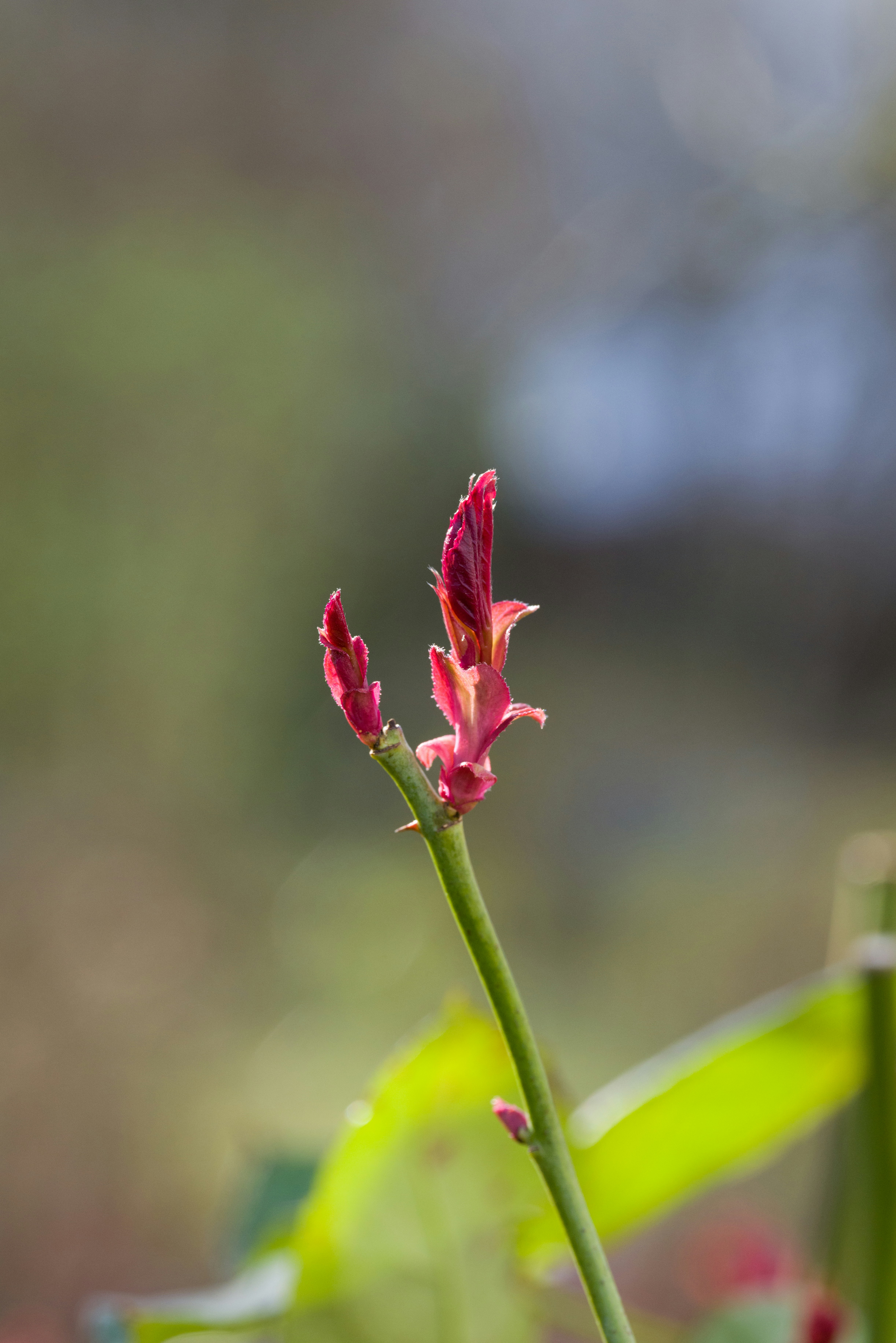 Rosebud | a pink flower with a green stem in the foreground