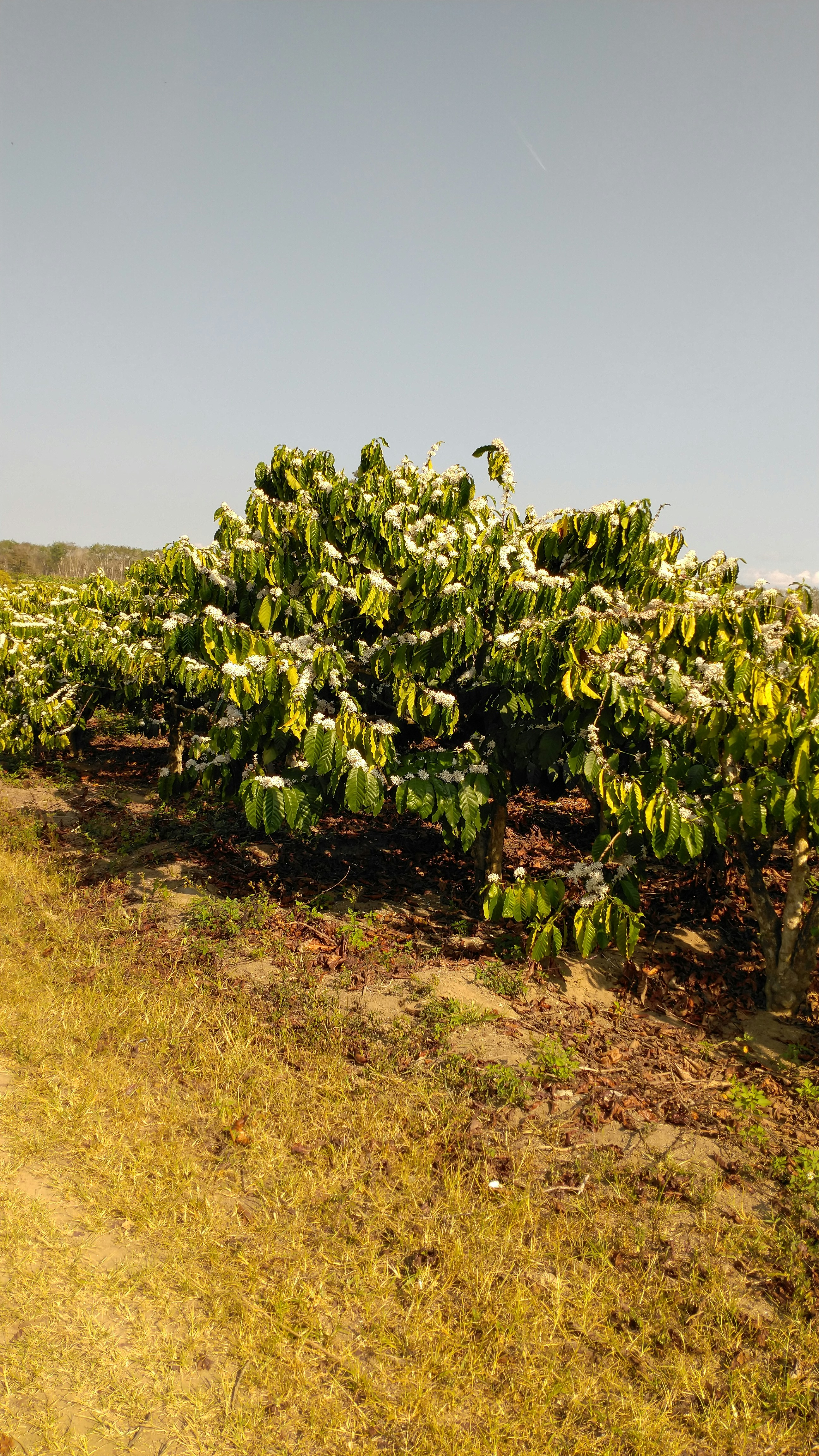 A field with a bunch of plants growing in it photo – Free Plant Image ...