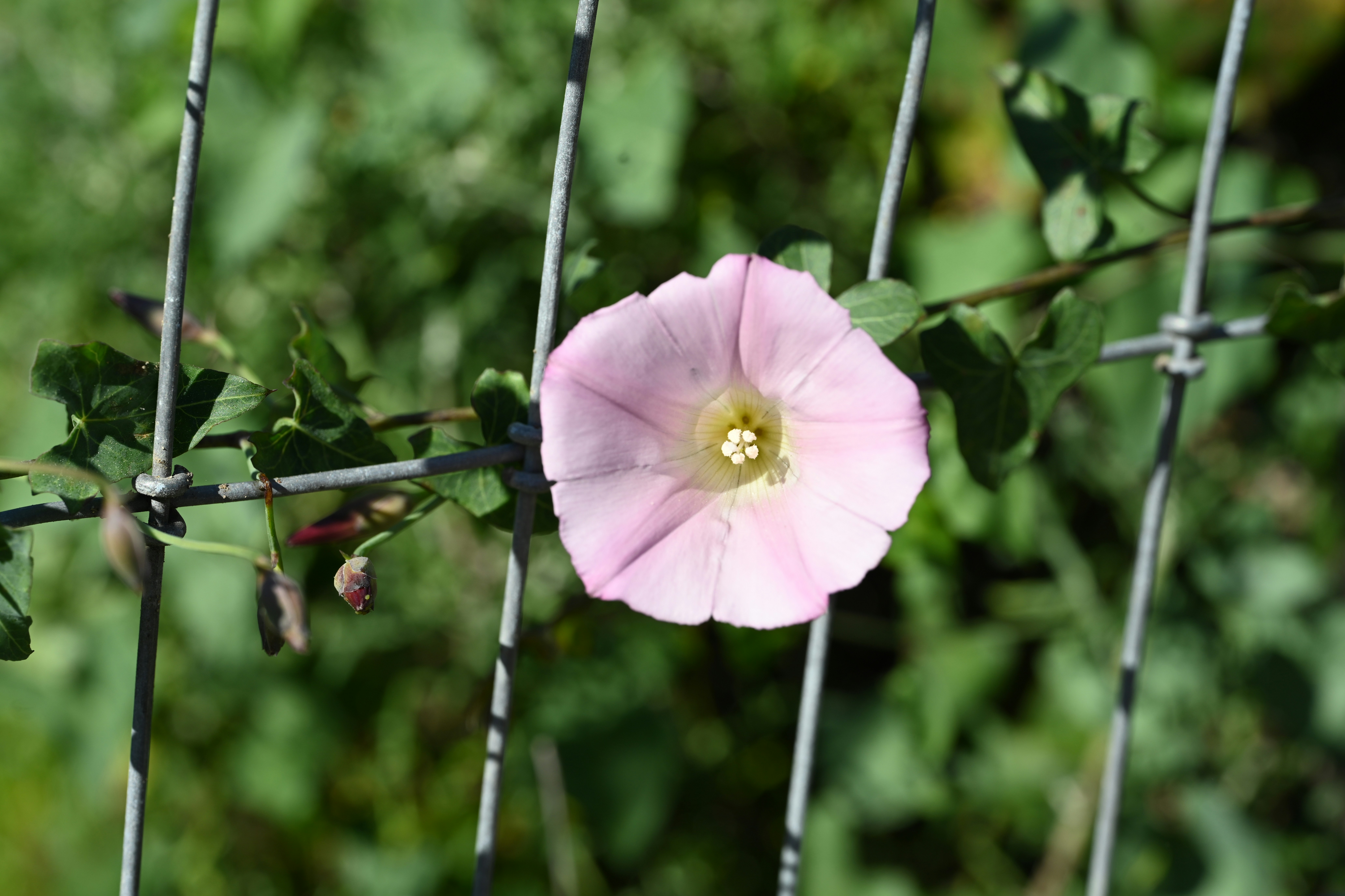 Soft Pink Morning Glory Against Garden Trellis