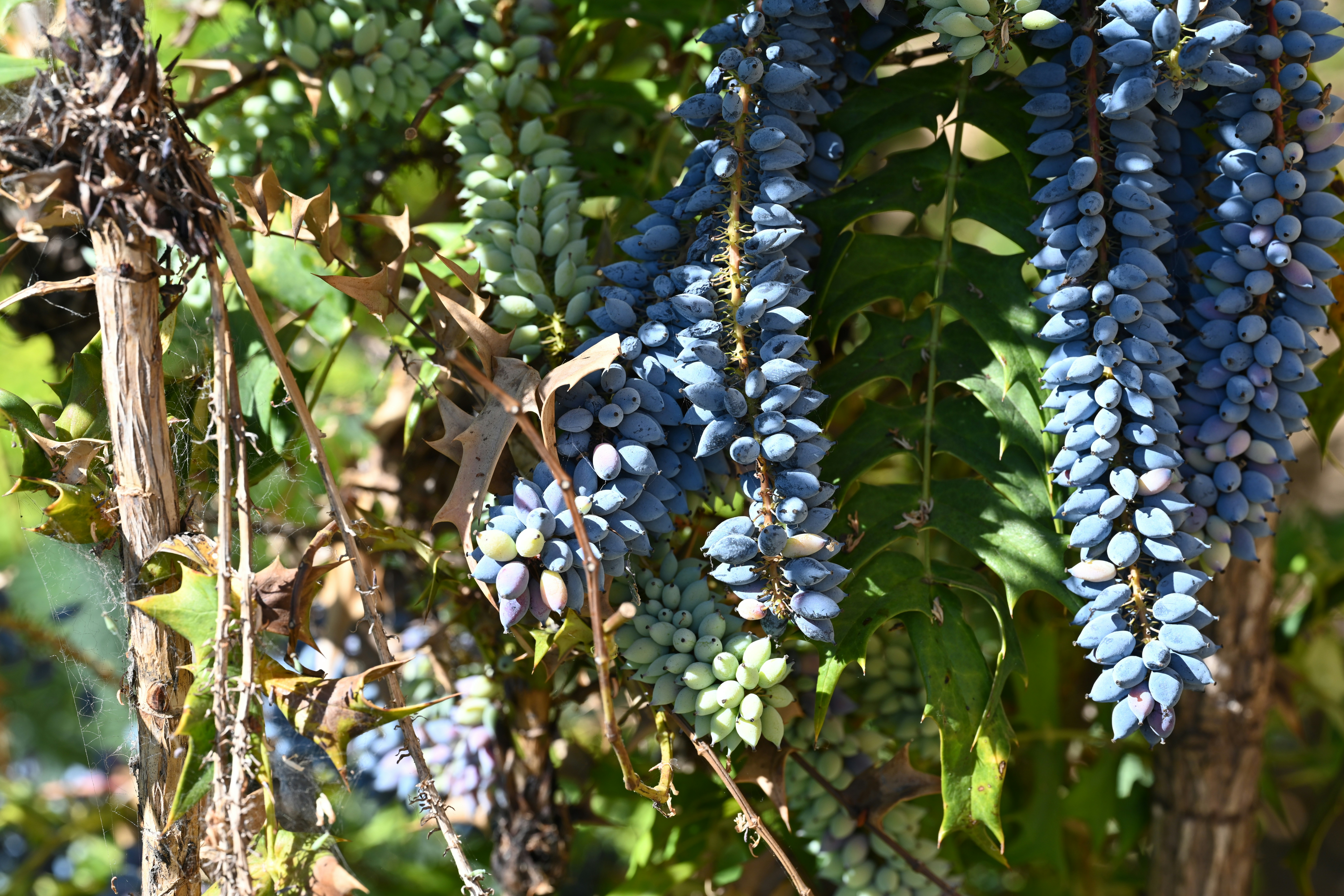 Sunlit Blue Cascade: Wisteria Drapes in a Garden Frame