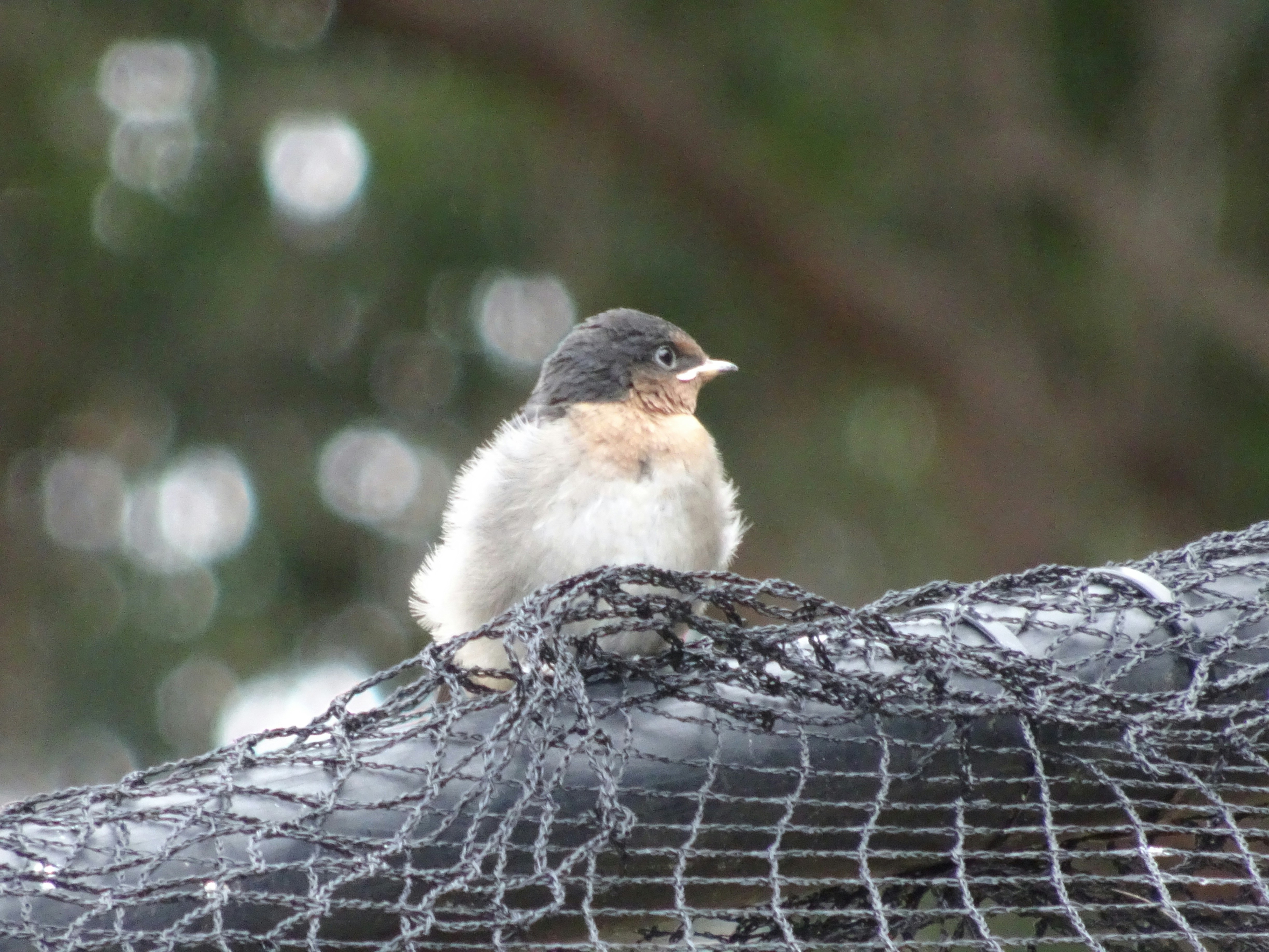 A young bird perched on a net, surrounded by a blurred natural background. The image captures a moment of stillness in the bird's environment.