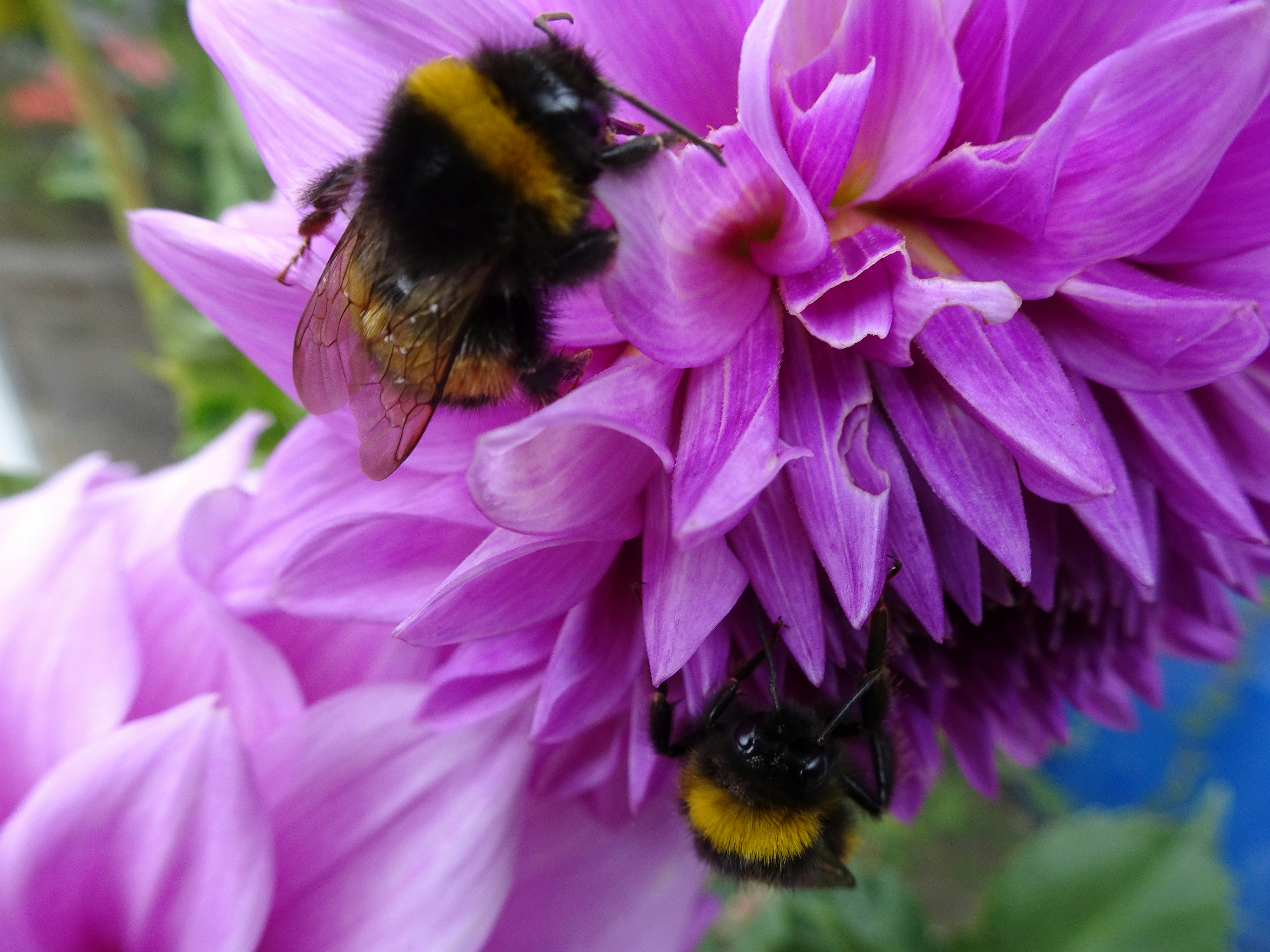 Bumblebees on violet petals: a moment of floral detail