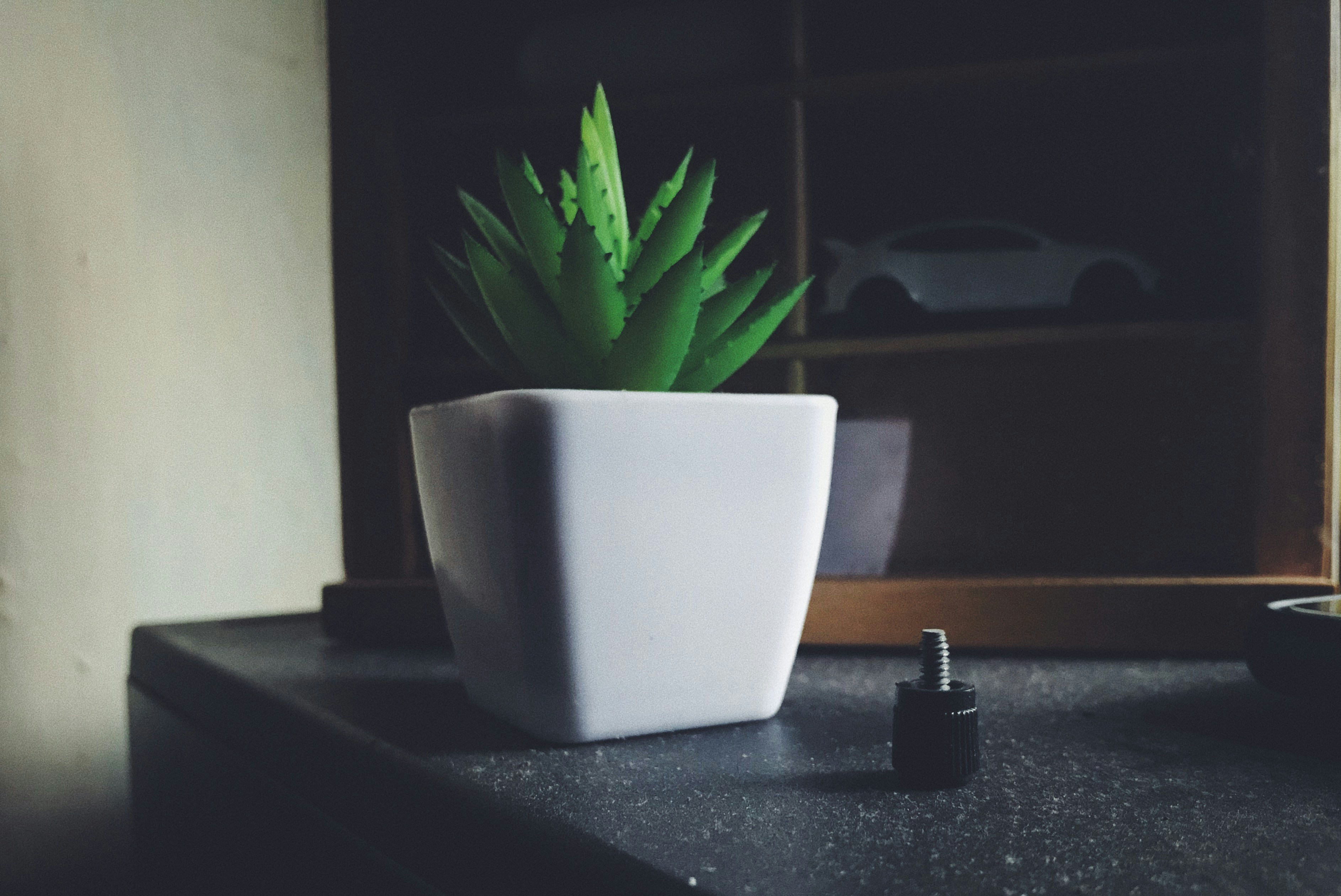Green Quietude: A Square Pot on a Dim Desk
