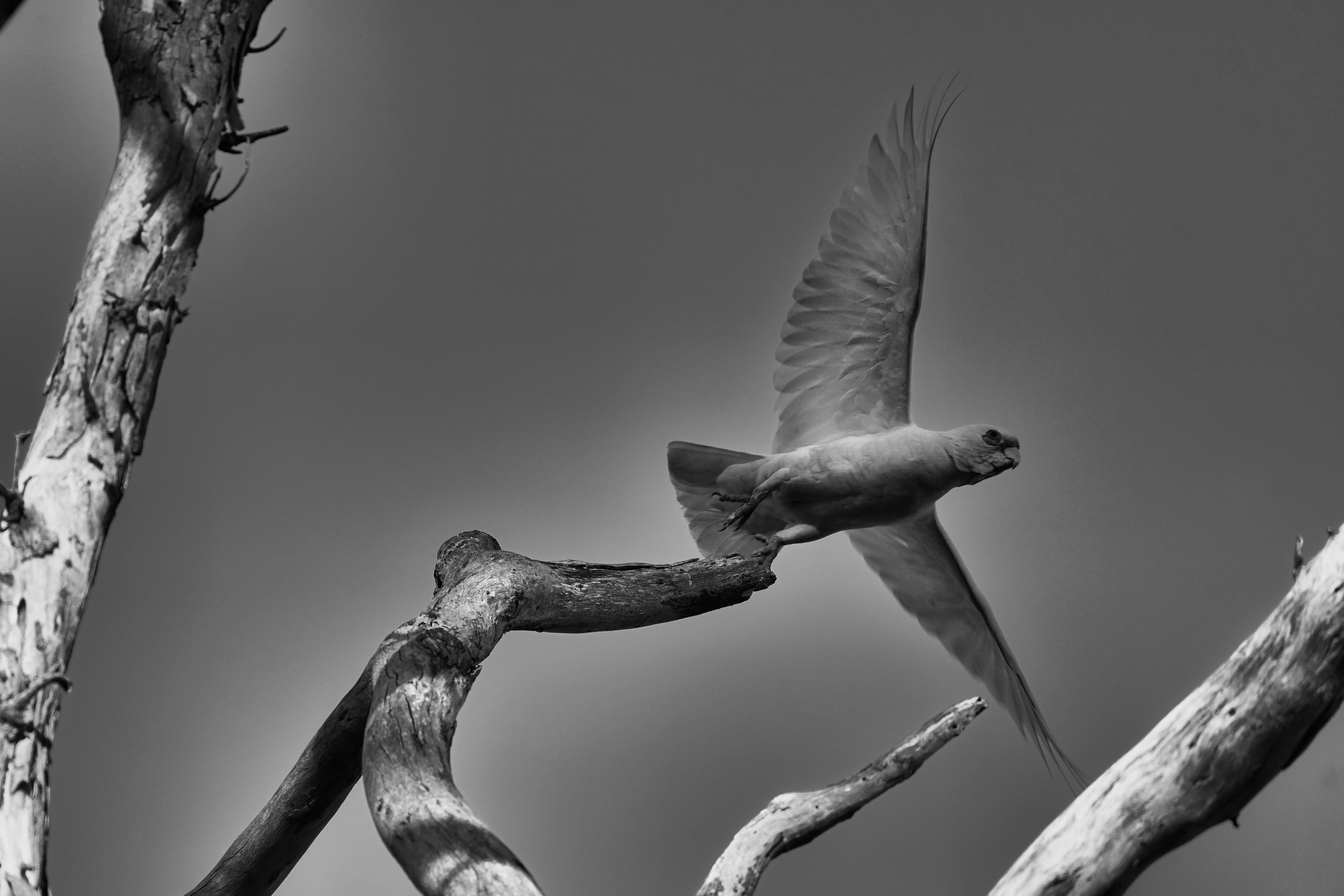 Winged Crossing: A Gull Threads the Sky Between Weathered Branches