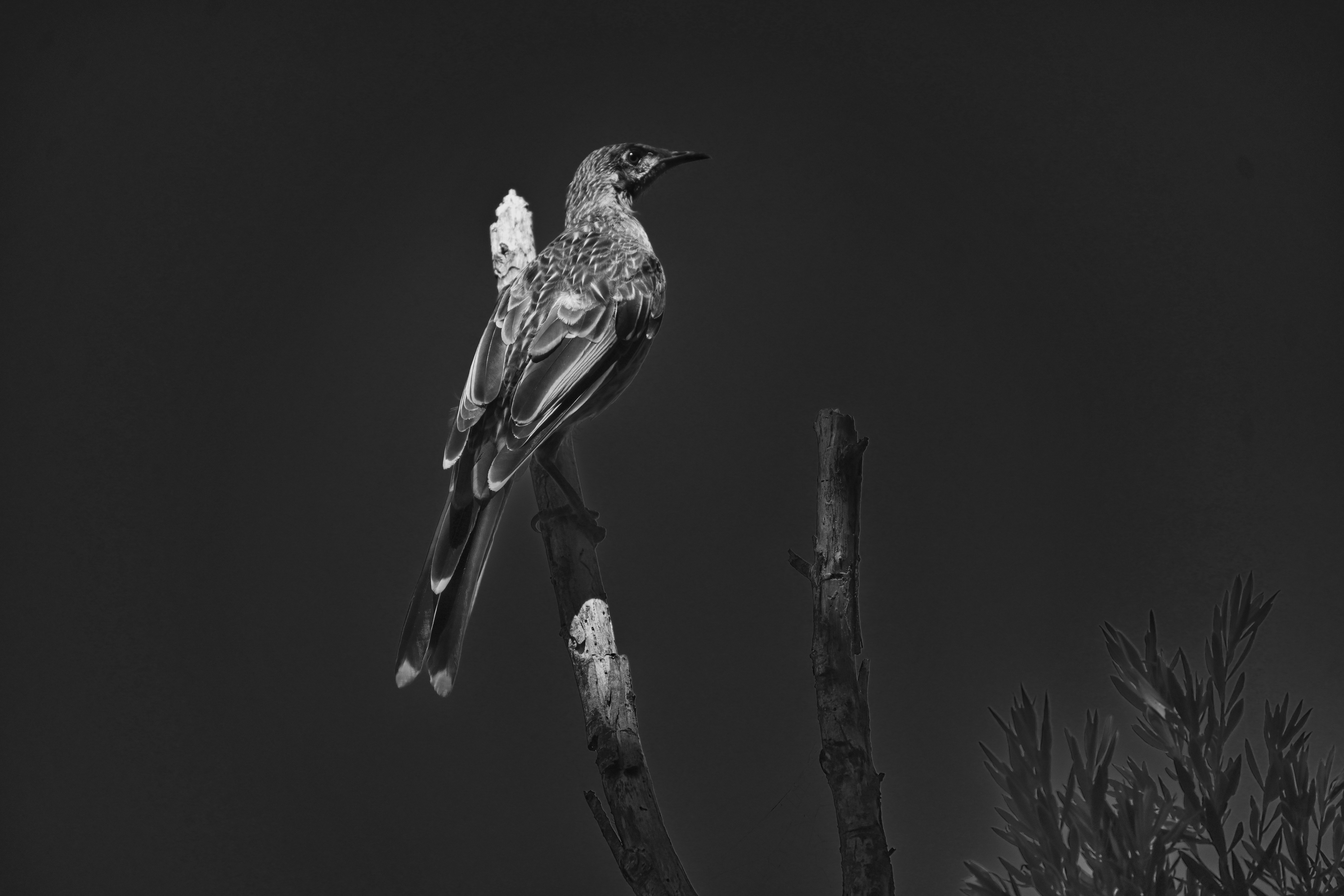 Nocturne Perch: a lone bird against a charcoal sky
