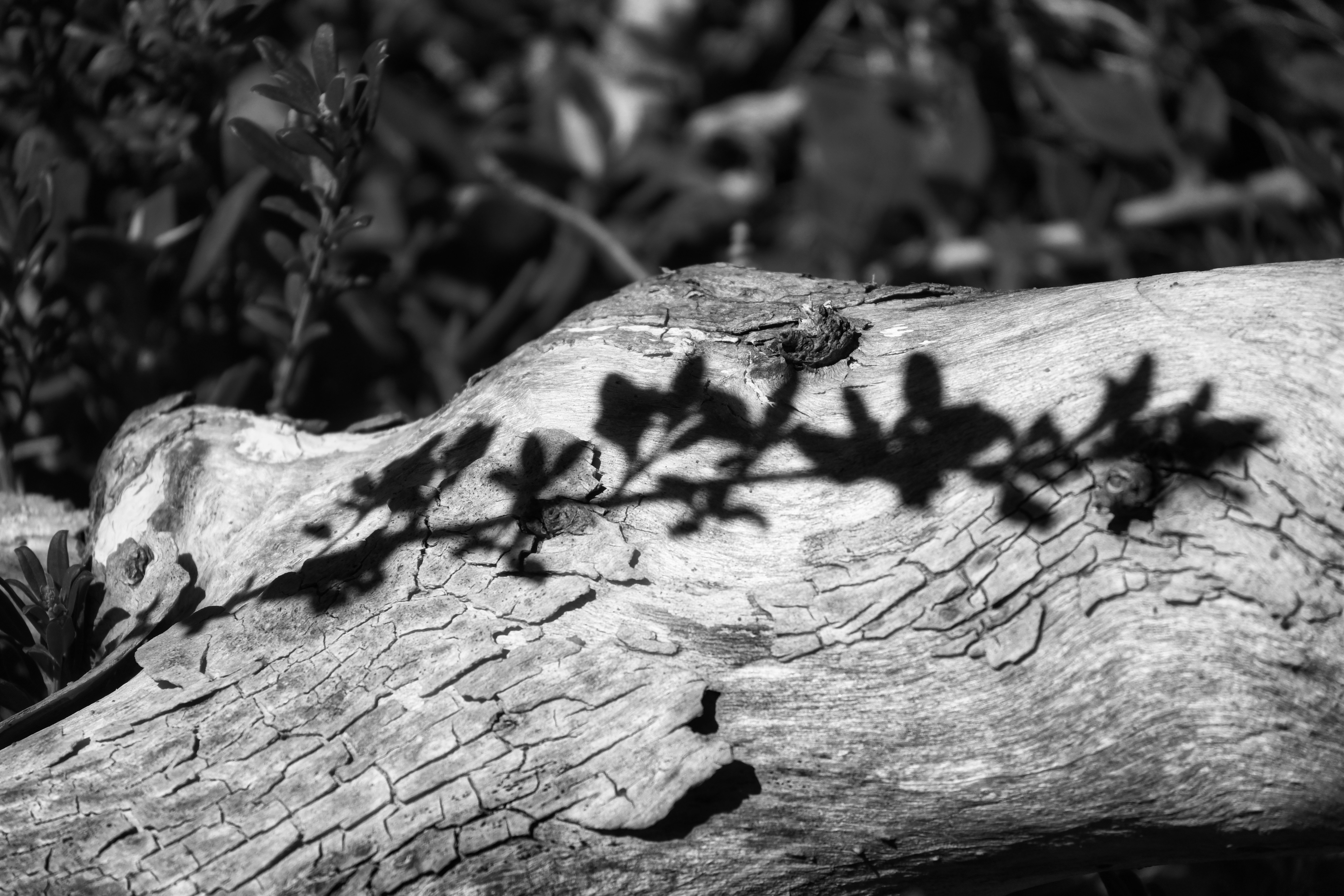Leaf-Shadow Lace Across Weathered Log
