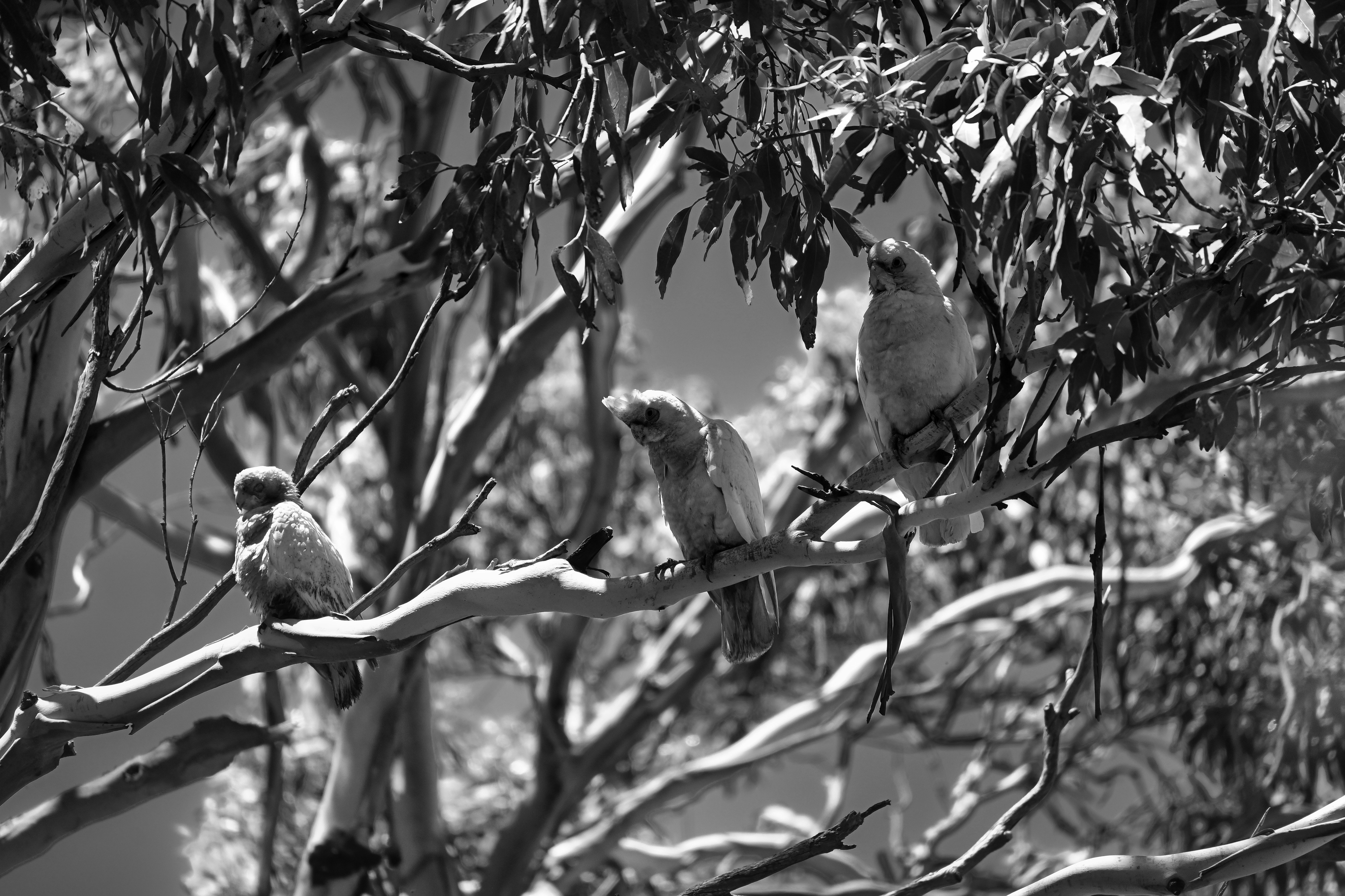 Trio of songbirds perched along a twisting branch in grayscale