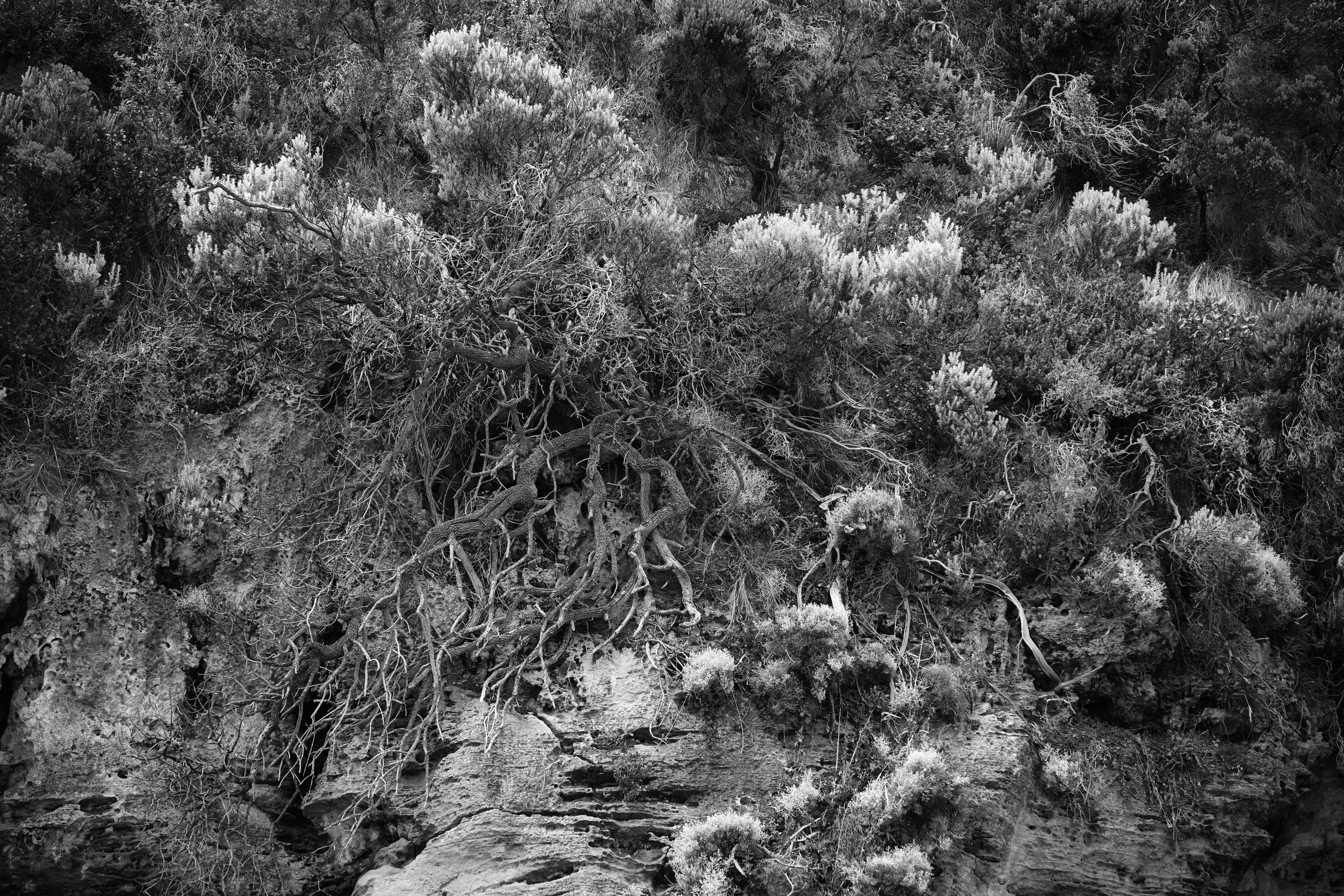 Foto Una foto en blanco y negro de árboles y rocas – Imagen Playa Johanna gratis en Unsplash