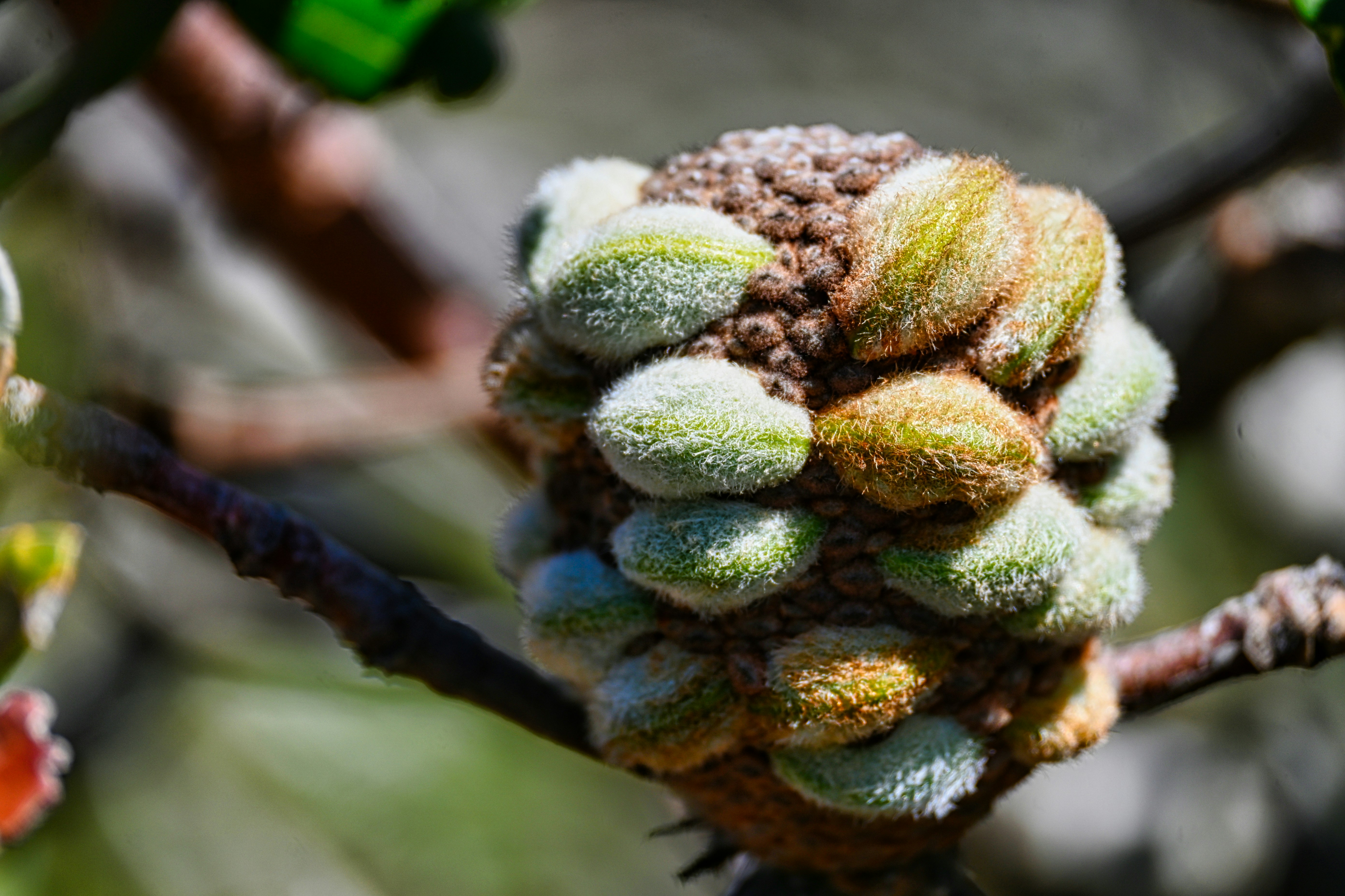 These banksia flower buds look like colourful macarons. This photo was chosen by the Bureau of Meteorology for a May 2023 program about frost https://www.youtube.com/watch?v=ilaMAuiXov4