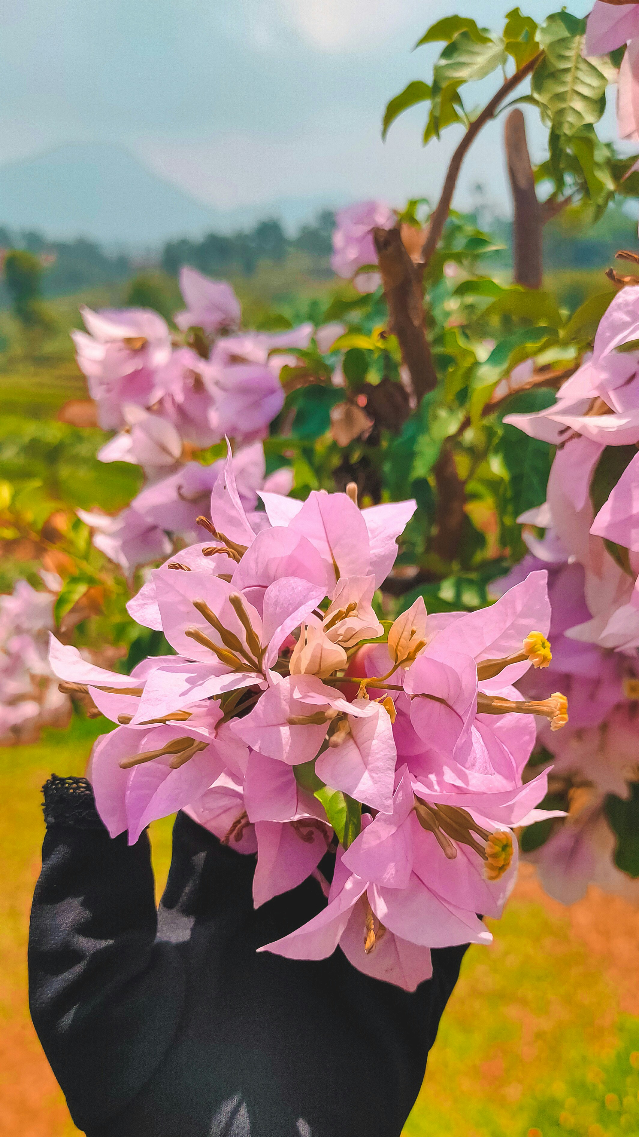 Pink flowers