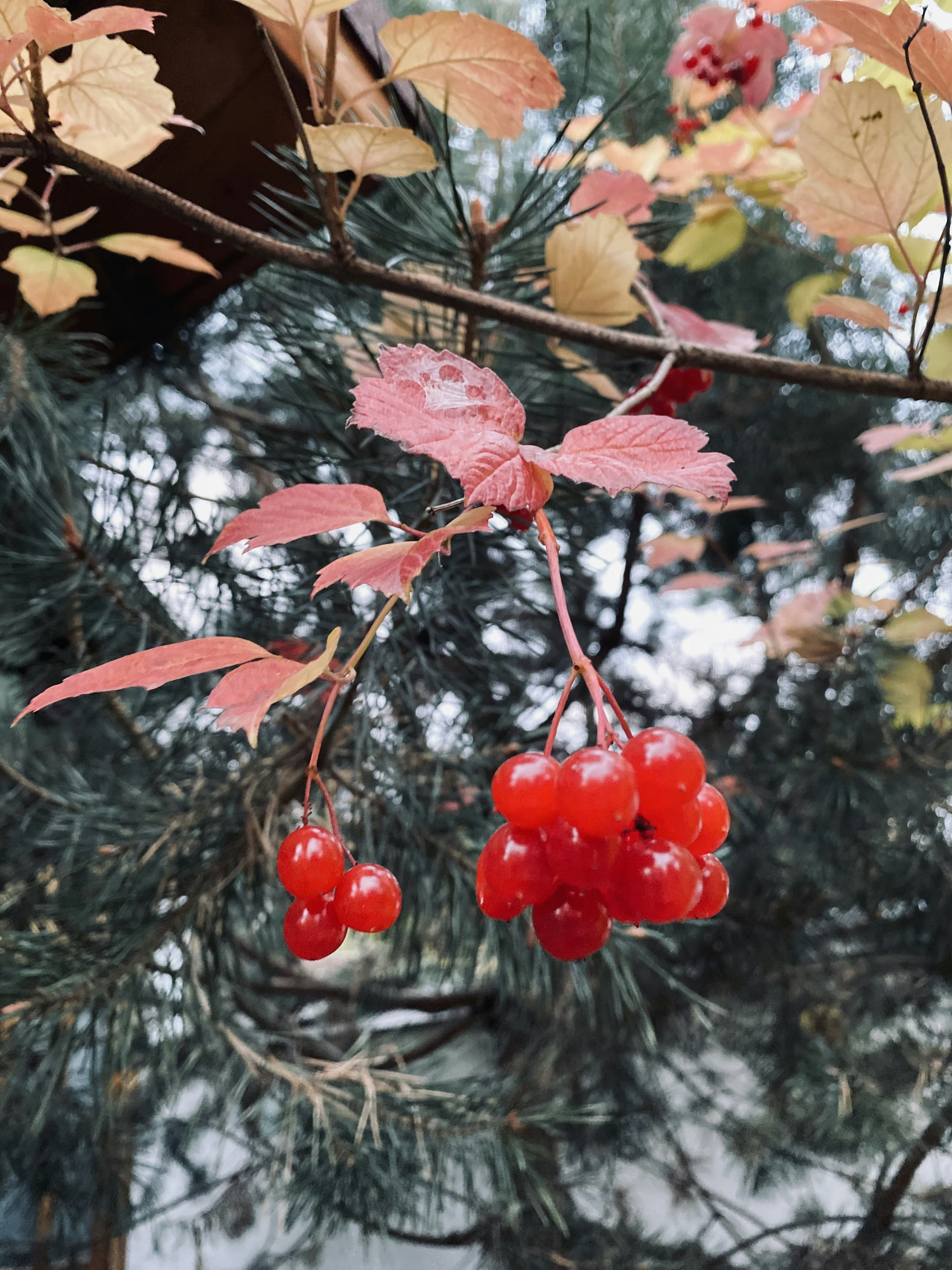A bunch of red berries hanging from a tree photo – Free Plant Image on ...