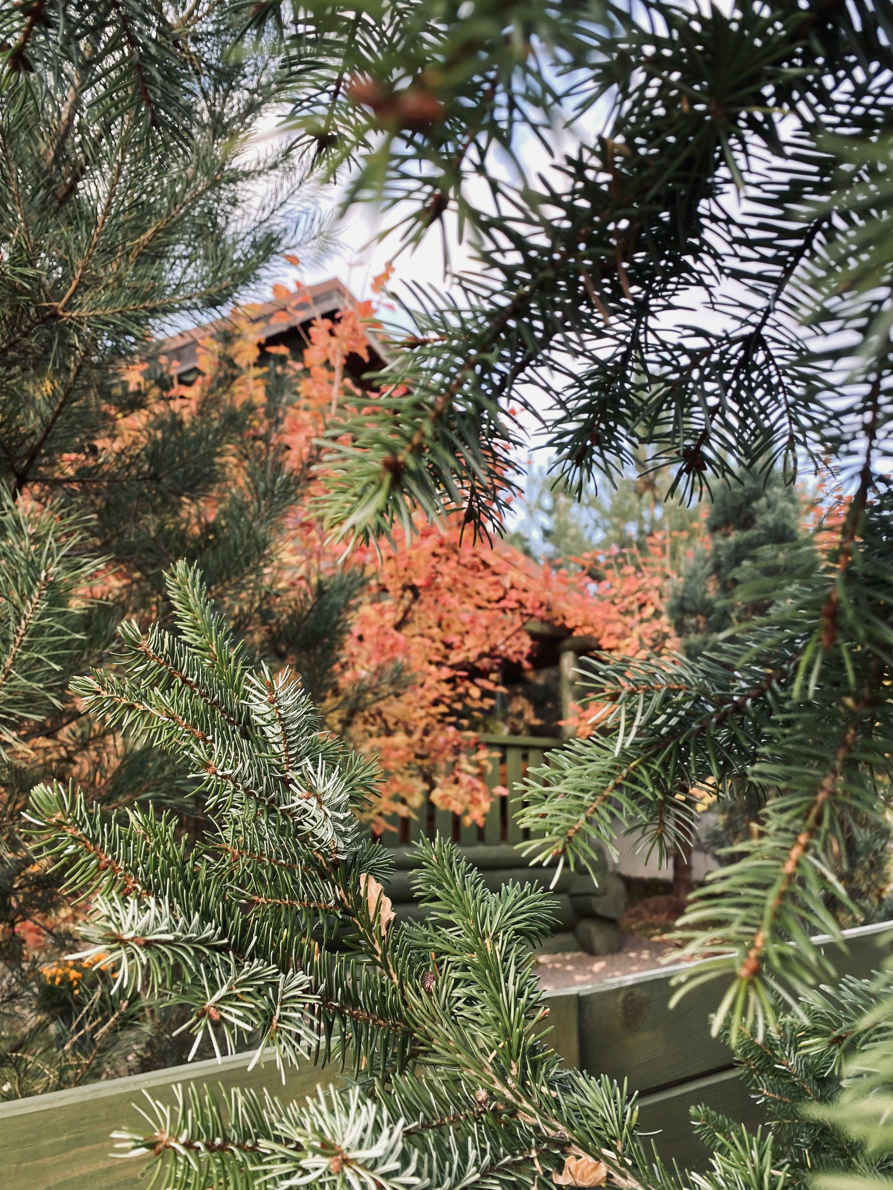 Autumn Garden Frame: Pine Branches Framing a Cozy Corner House