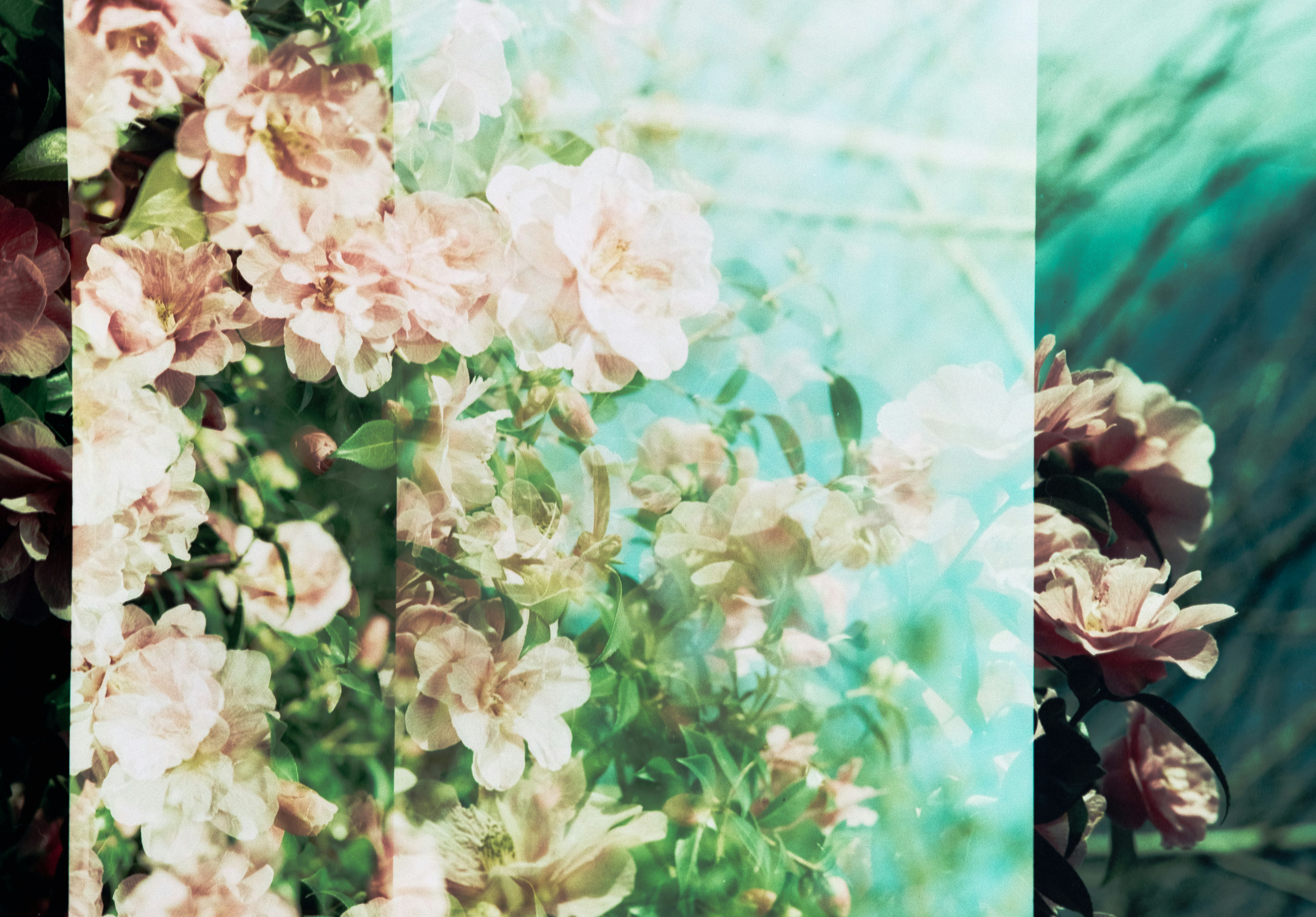 Vintage Flowers Photography Tumblr Greyscale Photo Of White Roses