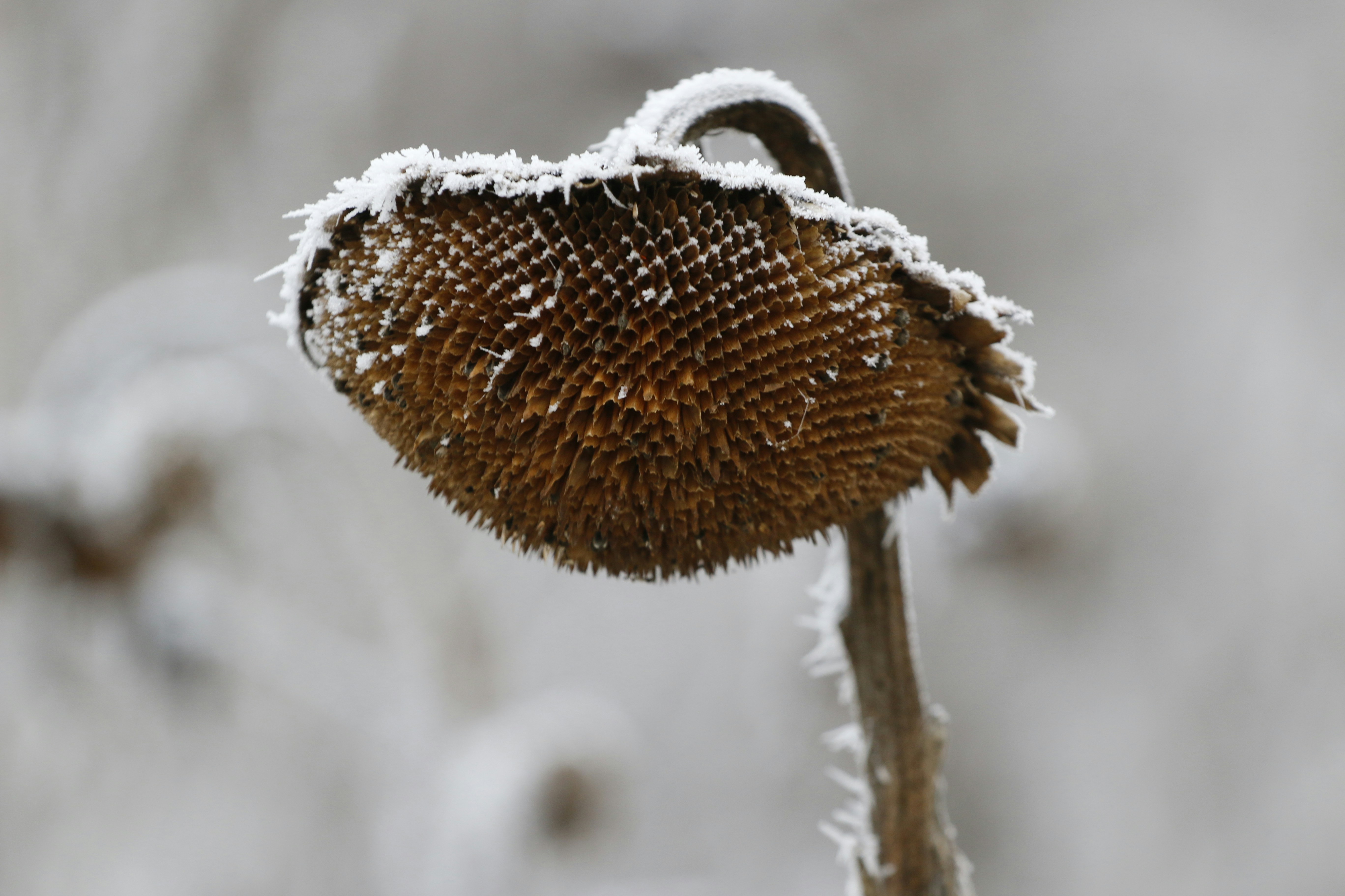 a close up of a plant with snow on it